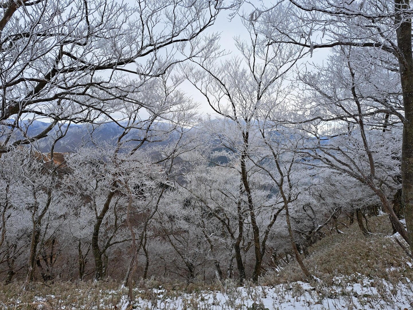 綿向山 / itimiさんの綿向山の活動データ | YAMAP / ヤマップ