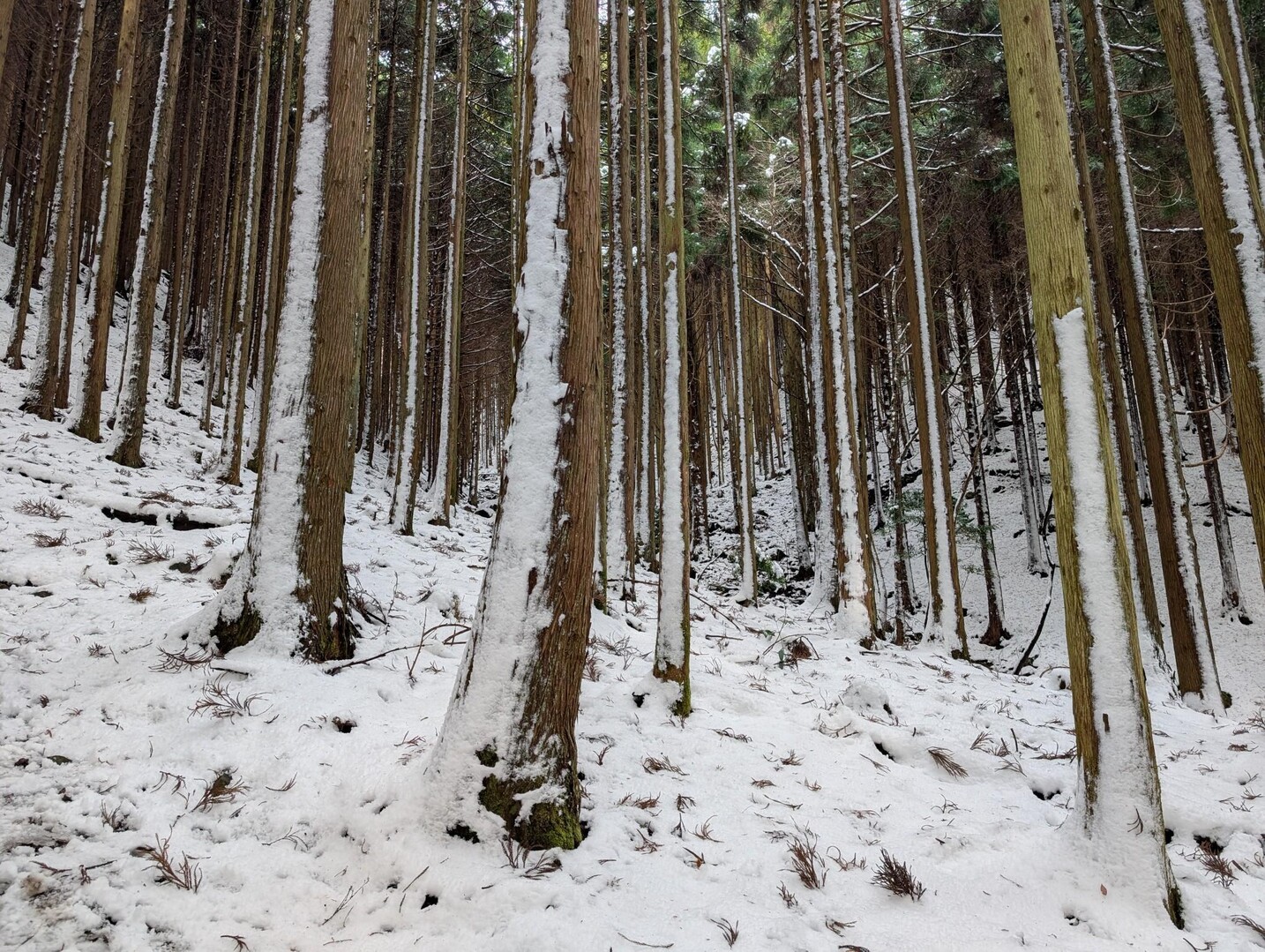 雪 の千ヶ峰🏔️ / なおじぃさんの千ヶ峰の活動データ | YAMAP / ヤマップ