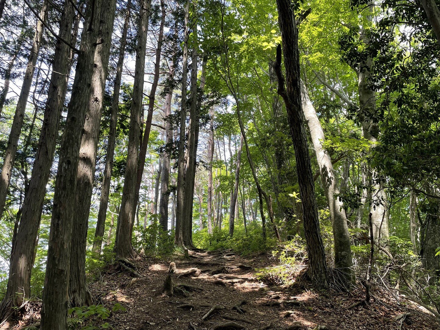 【熊に遭遇‼︎奥多摩縦走（後半）】都民の森〜三頭山〜御前山〜大岳山〜御嶽山〜日の出山〜武蔵五日市駅 三頭山・槇寄山・土俵岳の写真4枚目