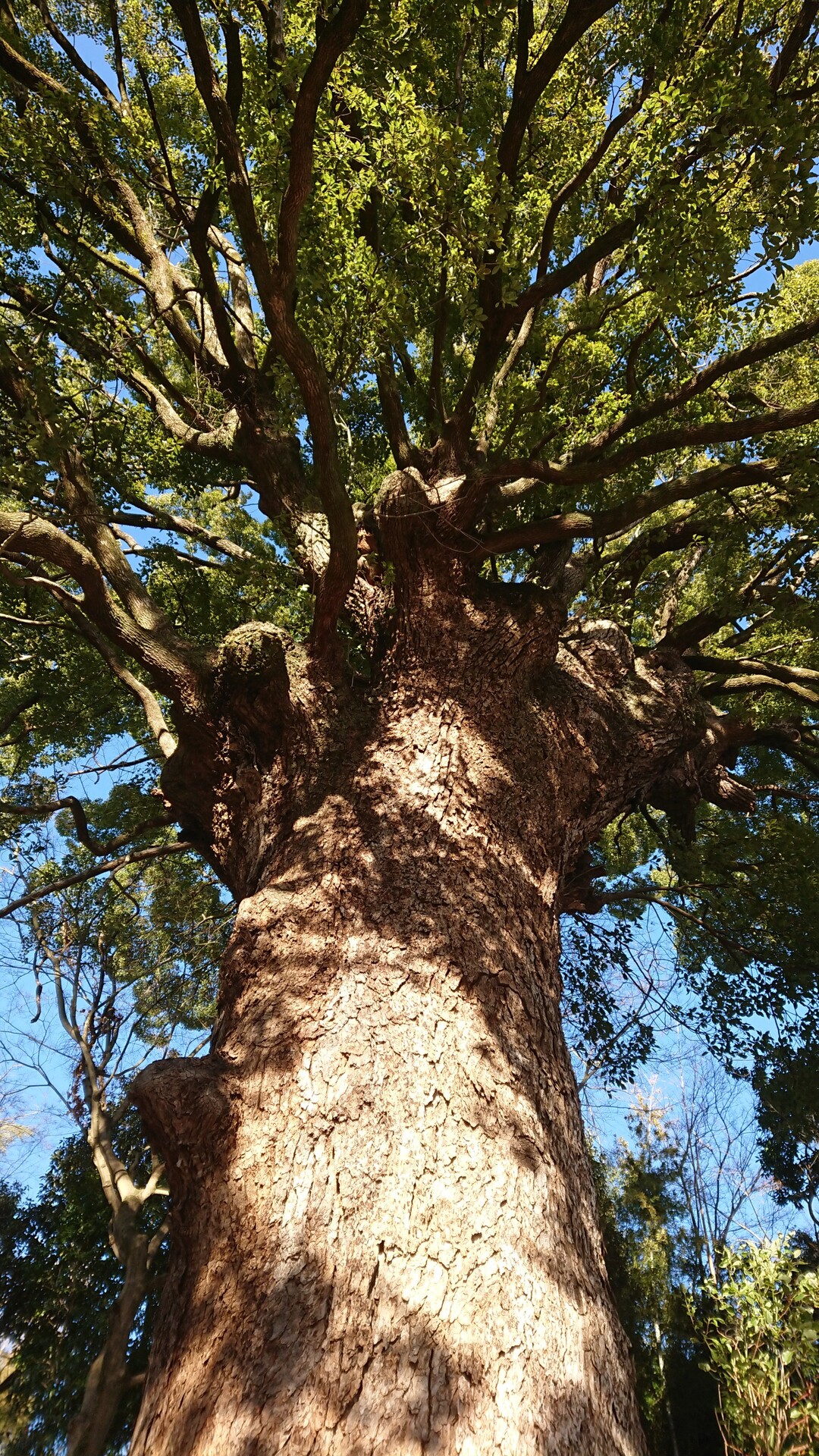 若山～太閤道ｼｮｰﾄｺｰｽ～ in 2020 らすと🔚 / 大P (大P CHANNEL)さんのポンポン山・釈迦岳・小塩山・若山の活動データ | YAMAP / ヤマップ