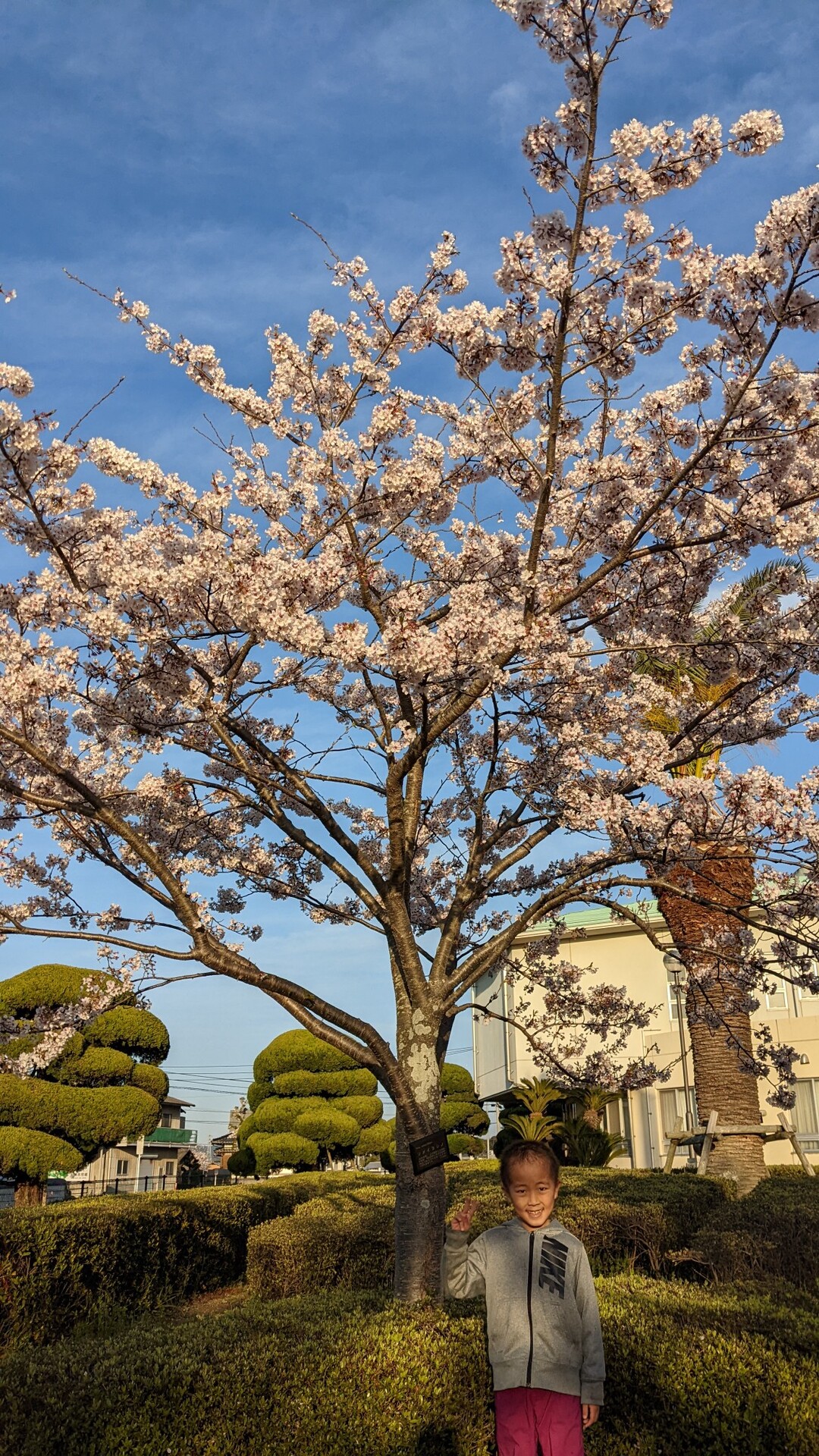 家のまわりも🌸が見頃ですね😊 / たいしさんのモーメント | YAMAP / ヤマップ