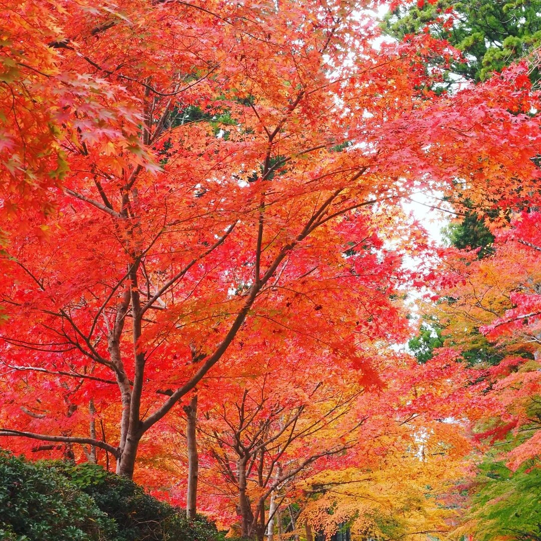 西国三十三所巡礼 2023.... / Tenさんのモーメント | YAMAP / ヤマップ