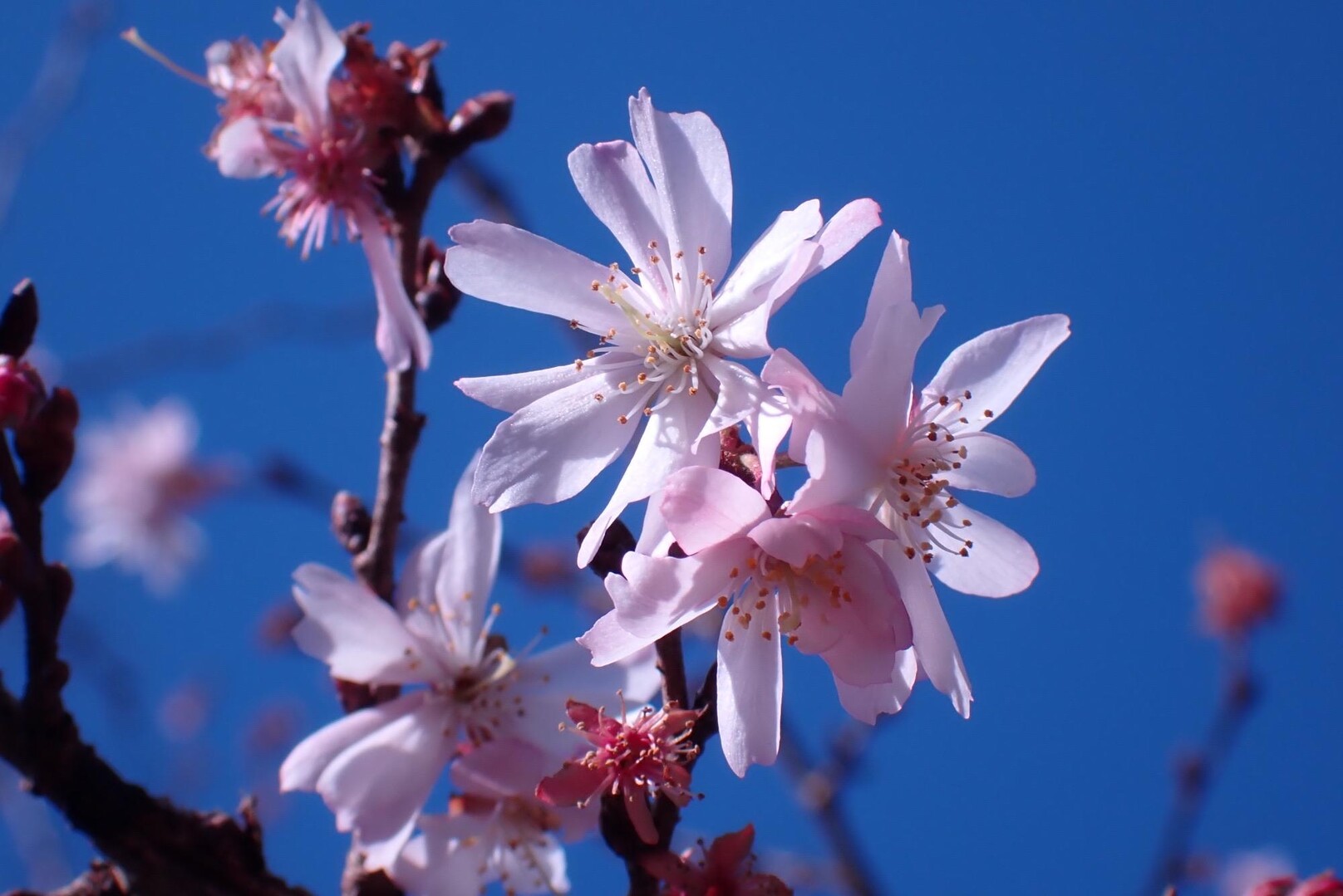 燕山からの帰り道、吉香公園に立ち寄って梅... / BINcyanさんのモーメント | YAMAP / ヤマップ