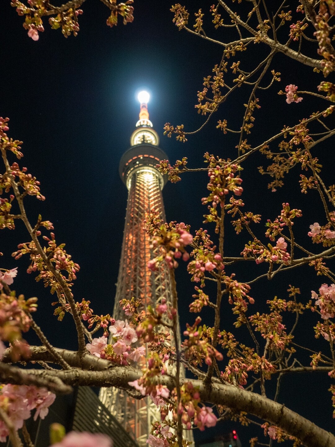 スカイツリーの河津桜は 後もう少しですね... / NAさんのモーメント | YAMAP / ヤマップ