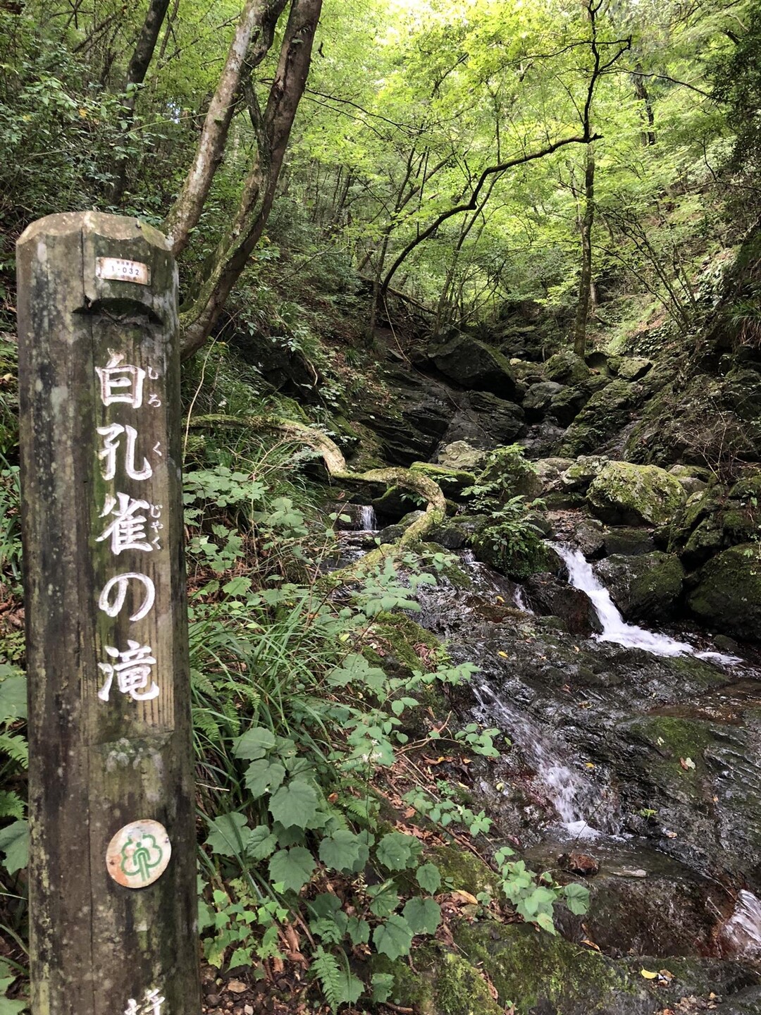 白谷沢 / saboさんの棒ノ折山（棒ノ嶺）の活動データ | YAMAP / ヤマップ