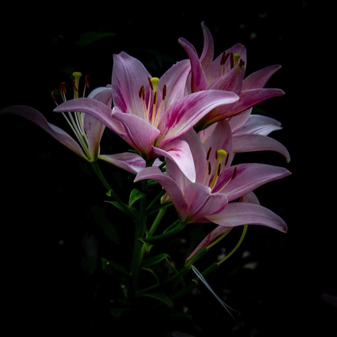 紅を引いたような素敵な色彩。 かわいい... / stripeさんのモーメント | YAMAP / ヤマップ