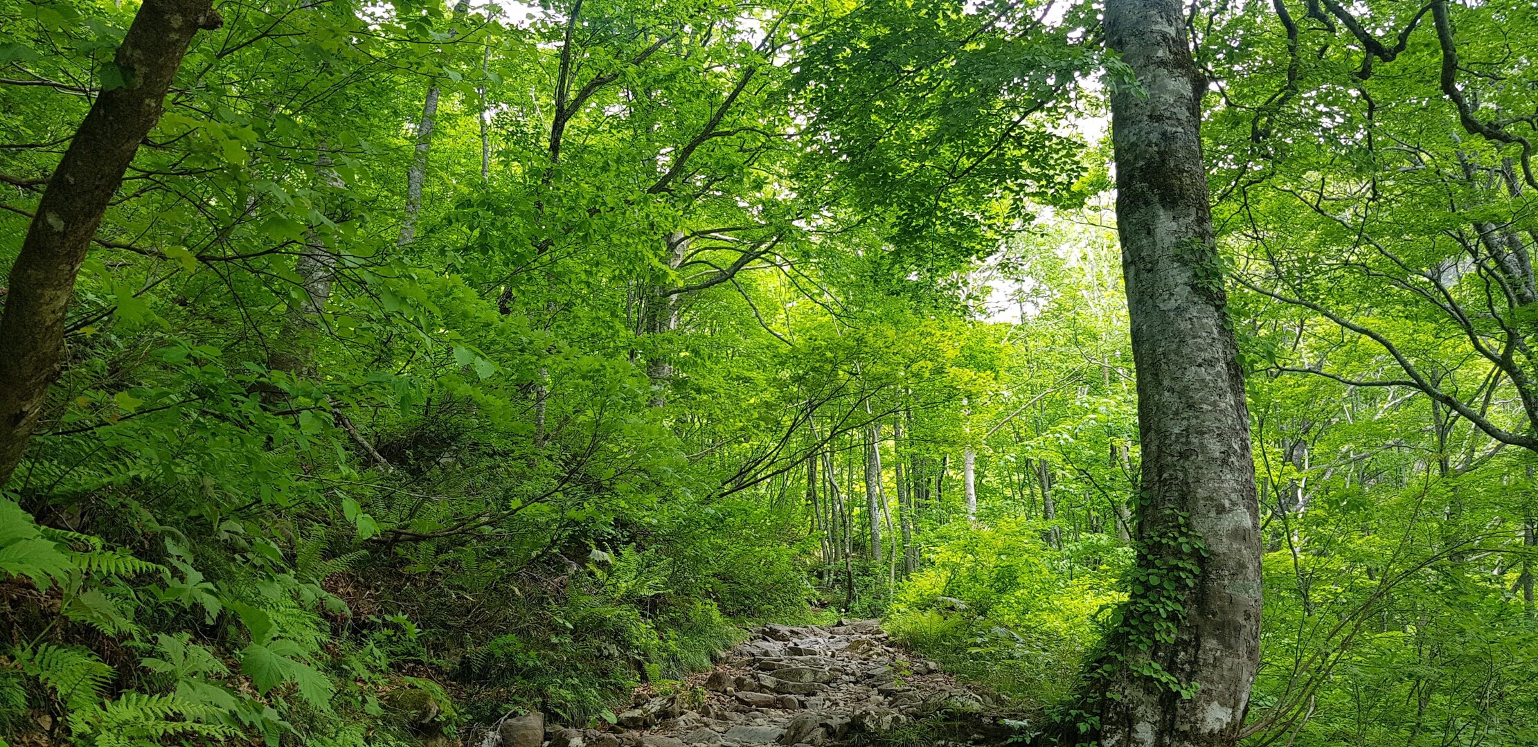 甚之助避難小屋 / 白山・別山・銚子ヶ峰の写真6枚目 | YAMAP / ヤマップ