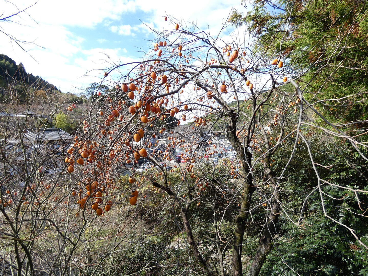 秋を集めてみました。 / Solidaさんのモーメント | YAMAP / ヤマップ