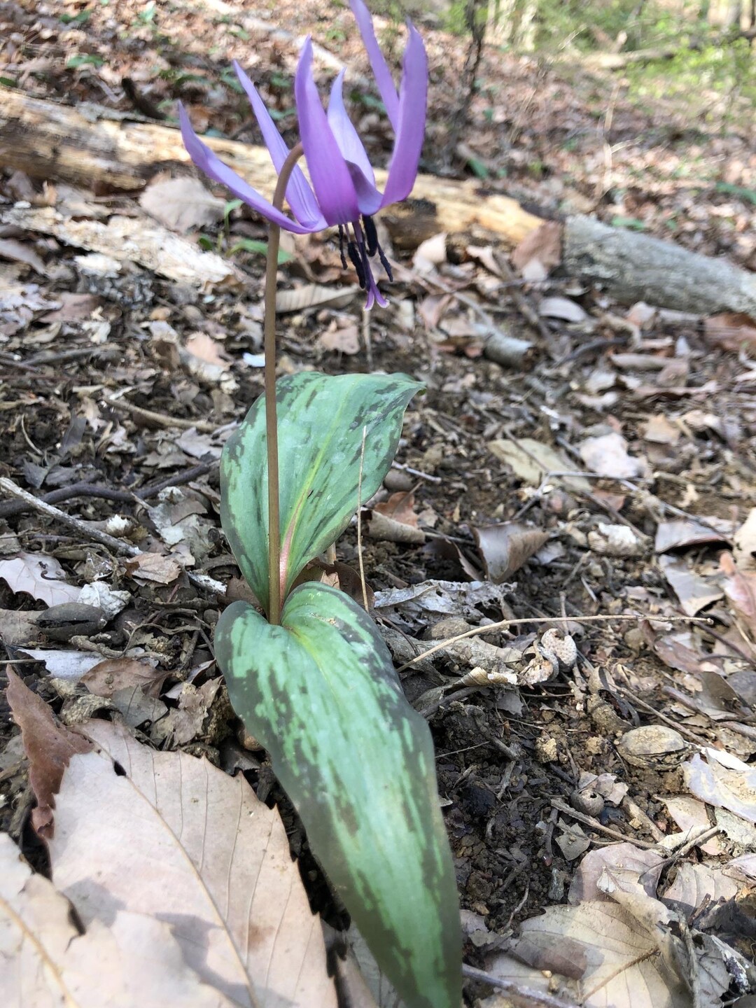 Rex Honjo Walkerさんの投稿したフィールドメモ | YAMAP / ヤマップ