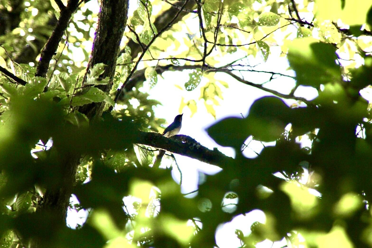 日曜日、仕事が半日だったからバードウォッ... / uruさんのモーメント | YAMAP / ヤマップ