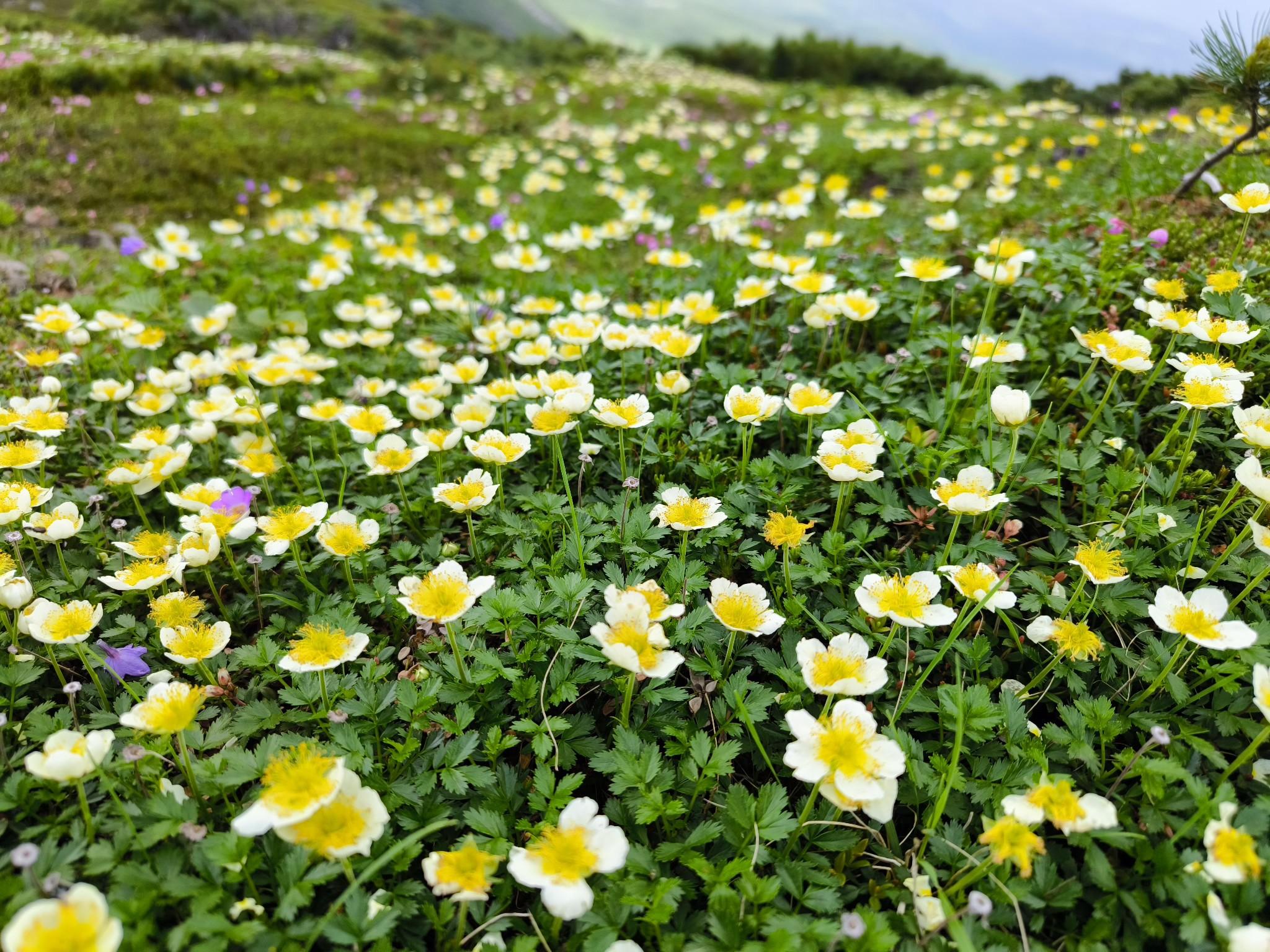 十勝岳〜富良野岳 縦走 / odanさんの十勝岳・富良野岳・美瑛岳の活動日記 | YAMAP / ヤマップ