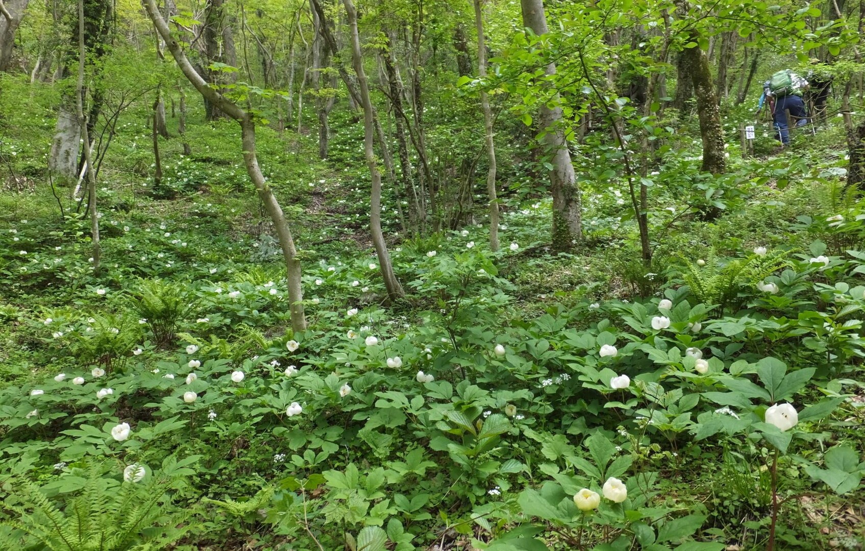 いちめんのヤマシャク_十種ヶ峰2023-04-21 / とっくんさんの十種ヶ峰の活動データ | YAMAP / ヤマップ