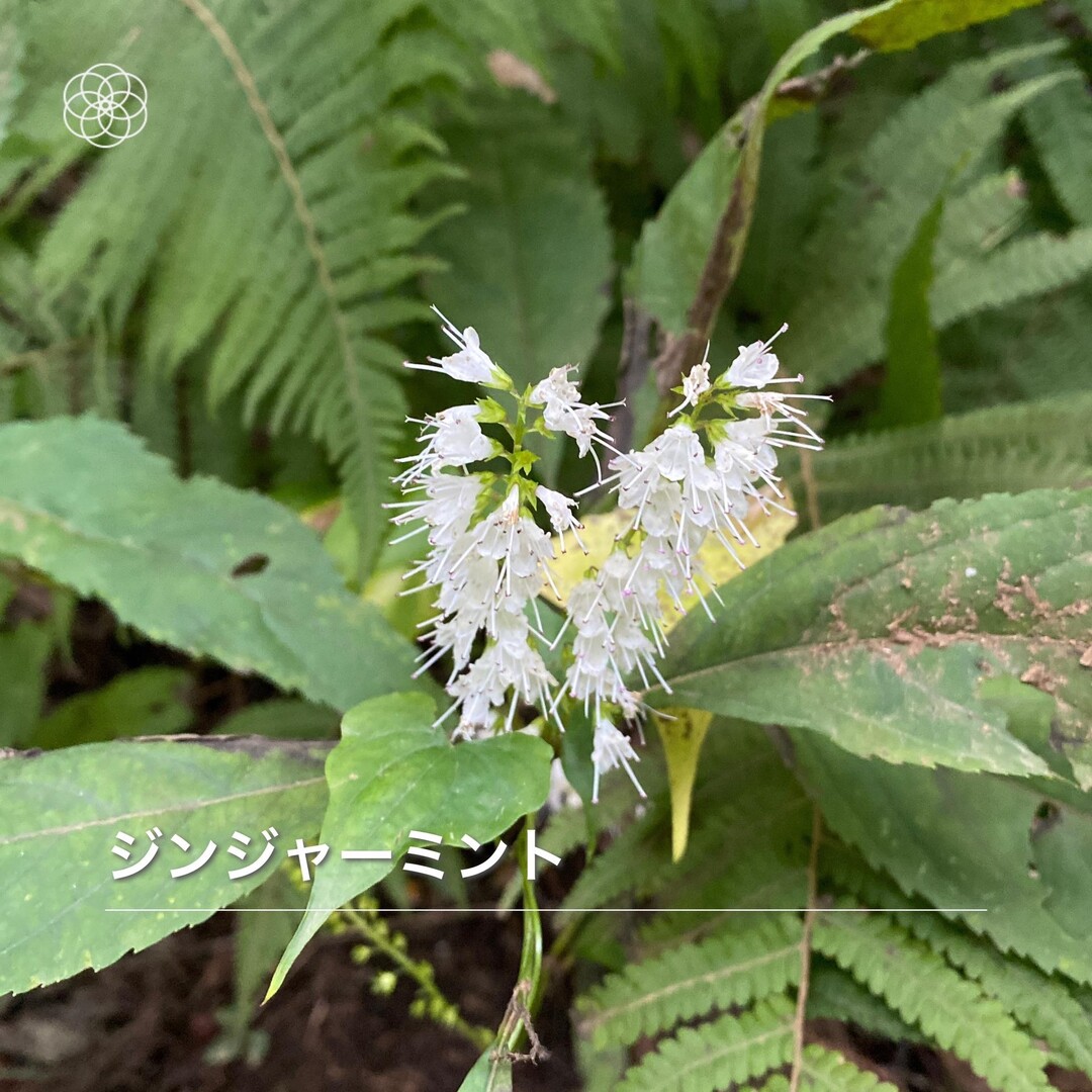 AI診断は合っているのだろうか？ / jalan★jalanさんのモーメント | YAMAP / ヤマップ