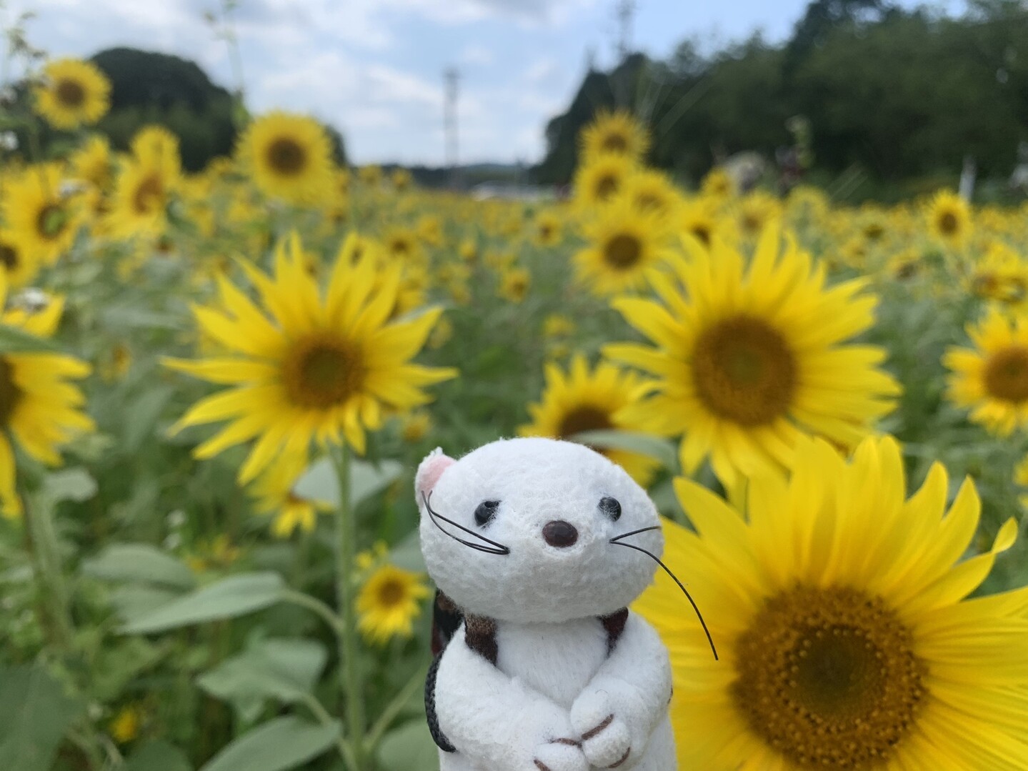 伊吹山 ドライブ＆関ヶ原 / ARさんの伊吹山・伊吹高原・御座峰の活動データ | YAMAP / ヤマップ