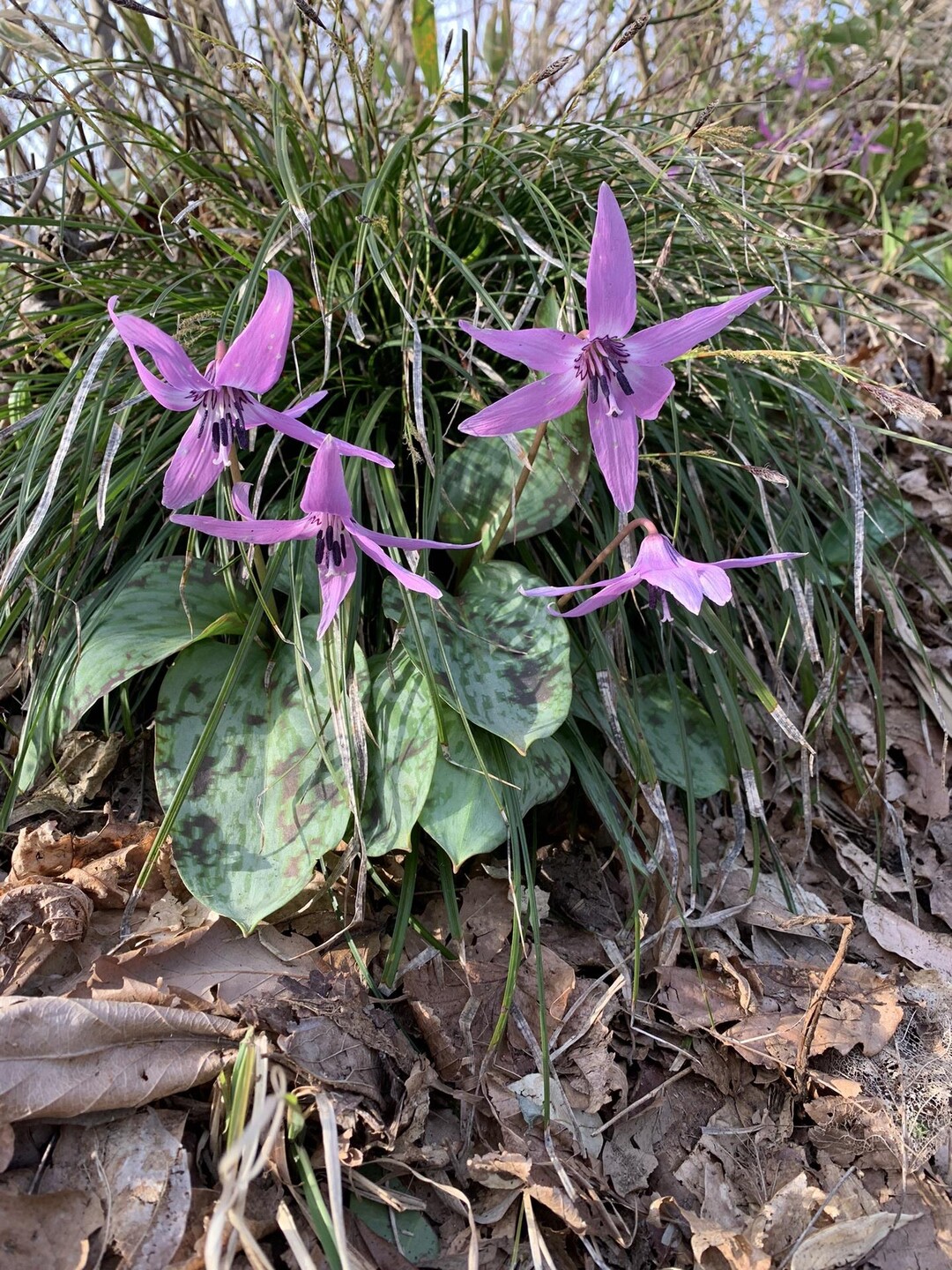 角田山 / na_oさんの角田山の活動データ | YAMAP / ヤマップ