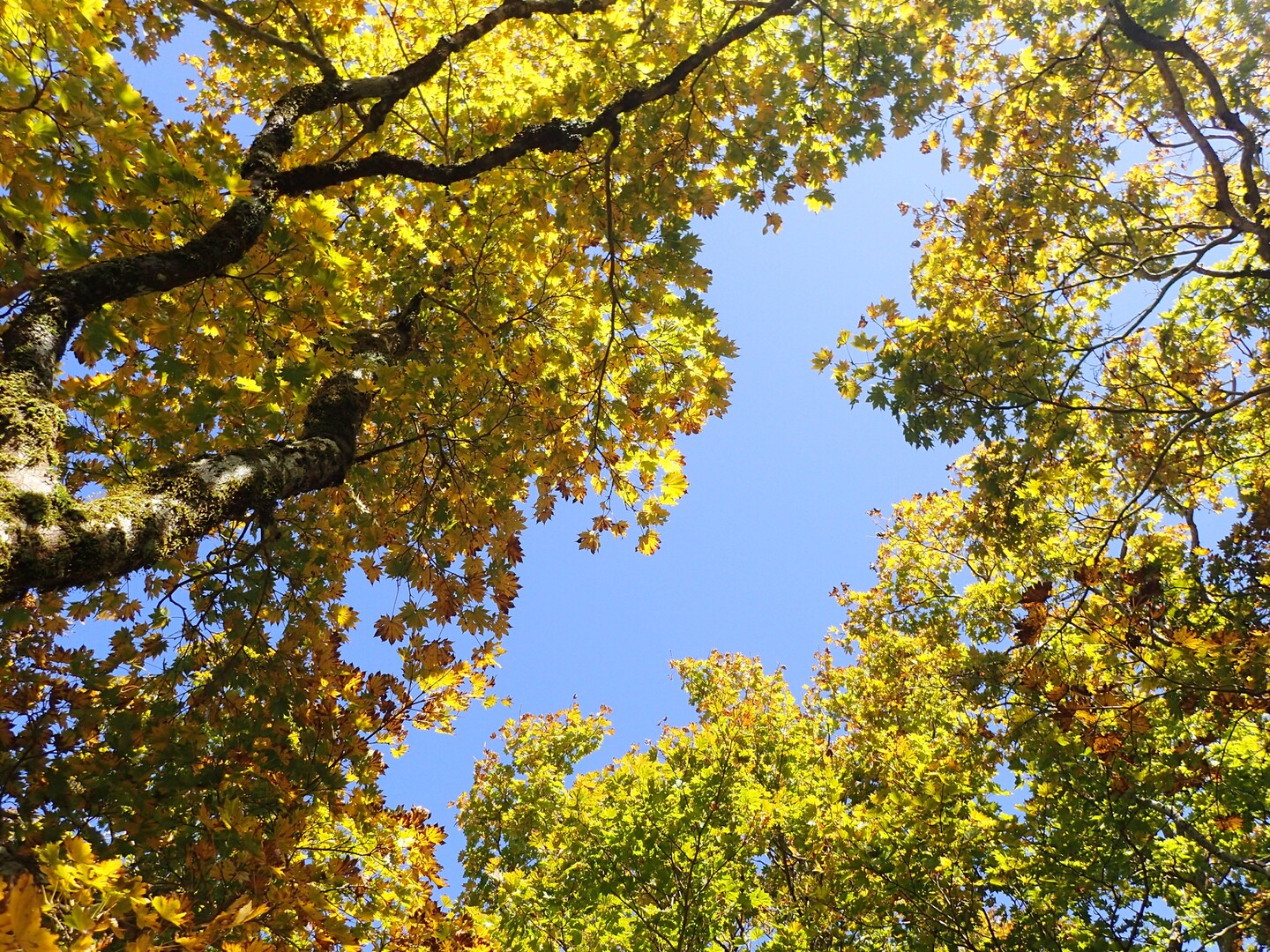 御池岳・鈴北岳 / YYさんの藤原岳・御池岳の活動日記 | YAMAP / ヤマップ