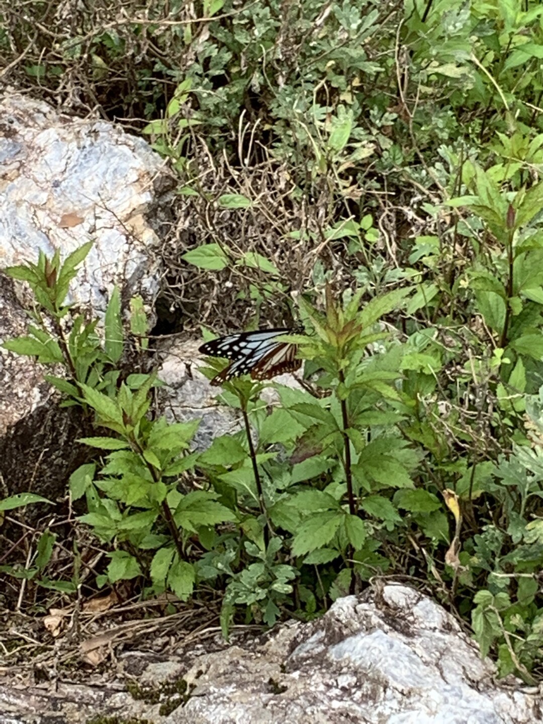 岳人の森でソロキャン アサギマダラ発見 / karuさんのモーメント | YAMAP / ヤマップ