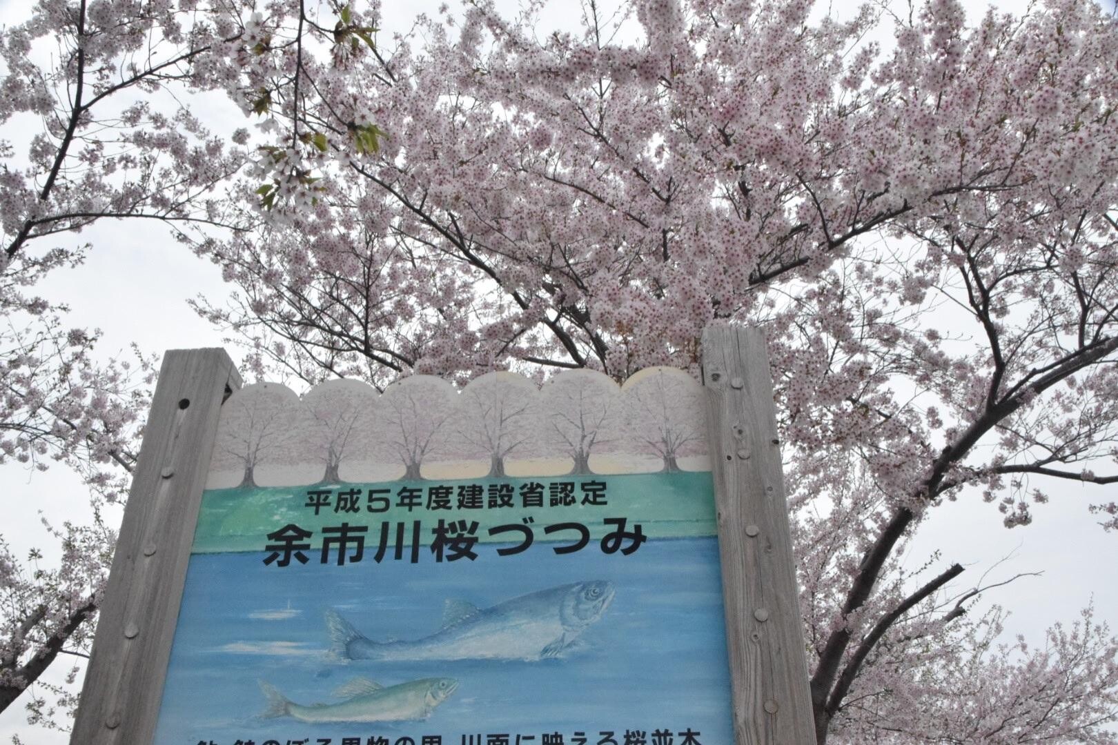 余市川の桜を見に行きました🌸 久しぶ... / minotさんのモーメント | YAMAP / ヤマップ