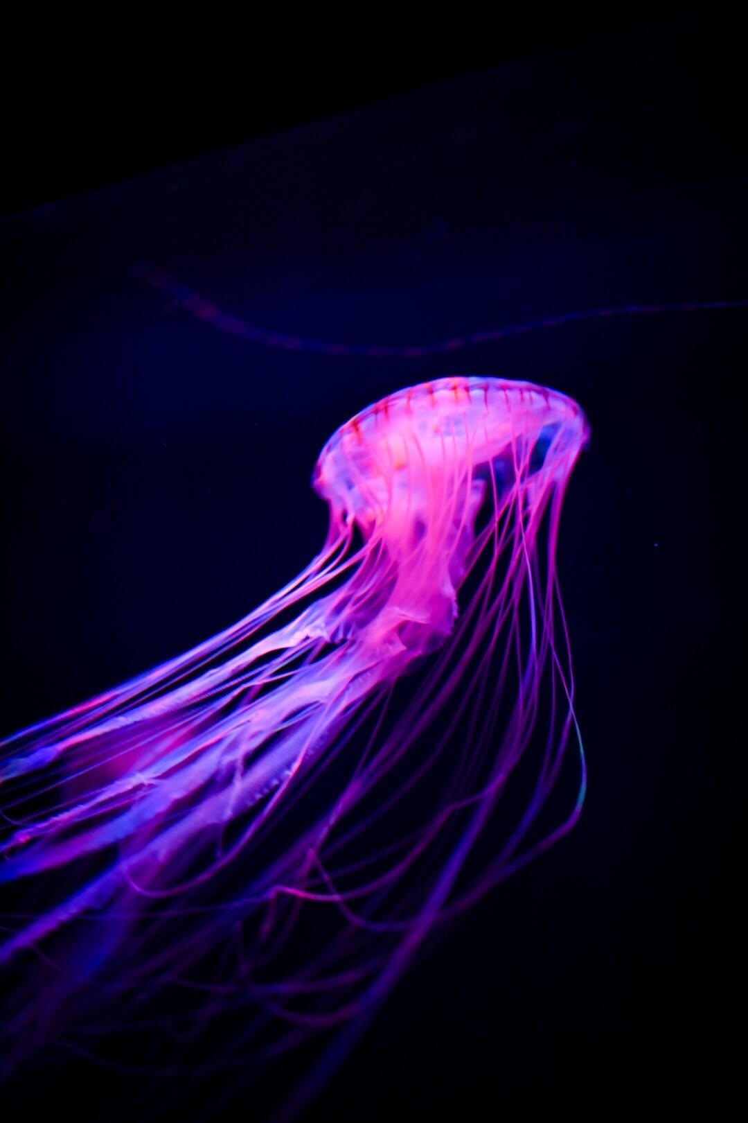 優雅な世界 / GIさんのモーメント | YAMAP / ヤマップ