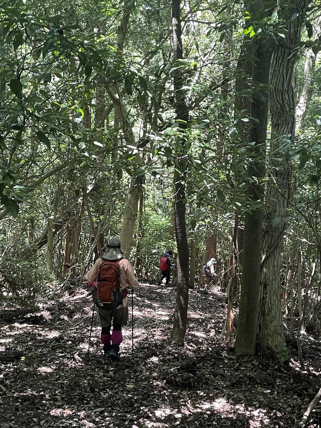 鯨ヶ岳 / JBT5さんの鯨ヶ岳の活動データ | YAMAP / ヤマップ