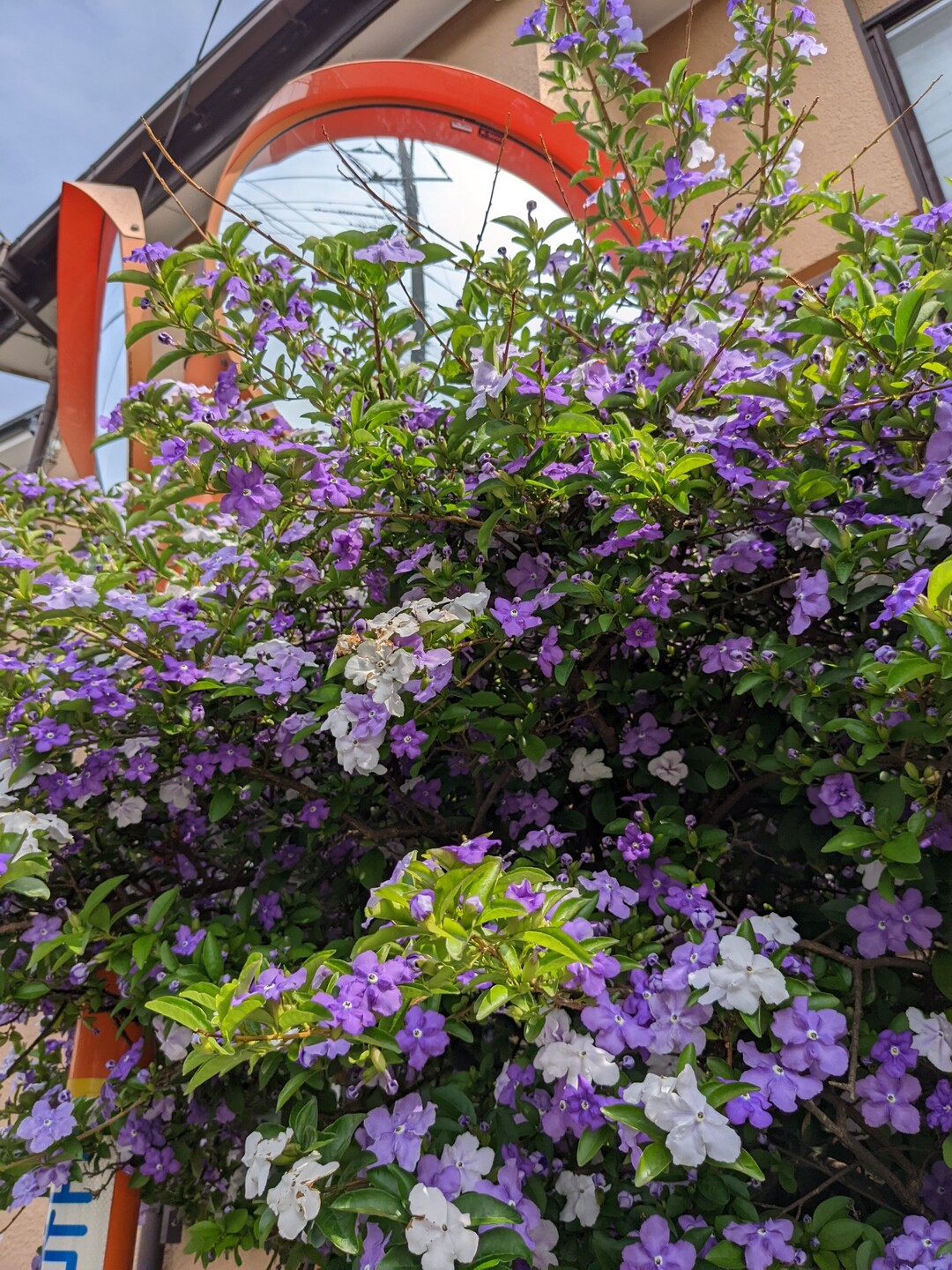 カレンダー通りのGWなので軽く朝ジョグ。... / bagel_wさんのモーメント | YAMAP / ヤマップ