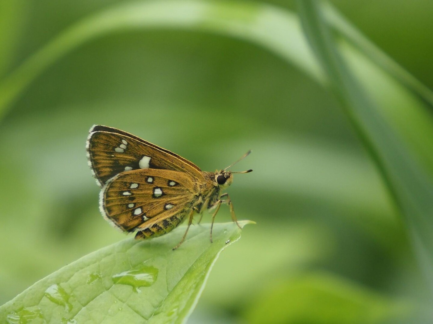 小雨がぱらつくあいにくの天気でしたがホソ... / JICKさんのモーメント | YAMAP / ヤマップ
