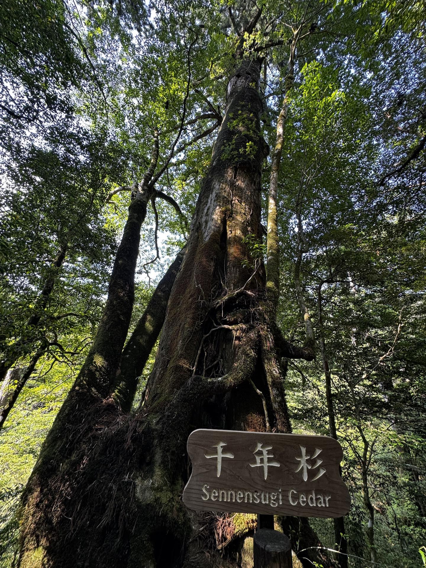 ヤクスギランド / Aya_oguさんの屋久島・宮之浦岳の活動データ | YAMAP / ヤマップ