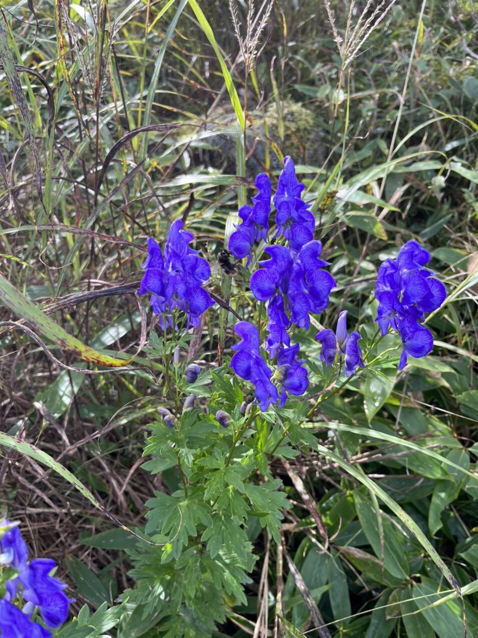 EDAのページ | YAMAP / ヤマップ