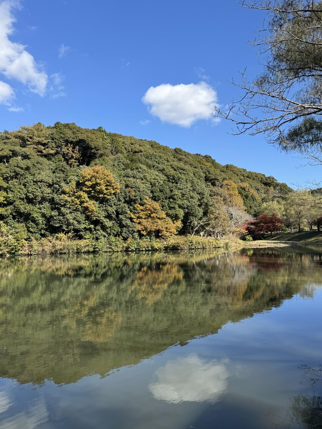 山星山・高根山 / xiaoさんの山星山・高根山の活動データ | YAMAP / ヤマップ