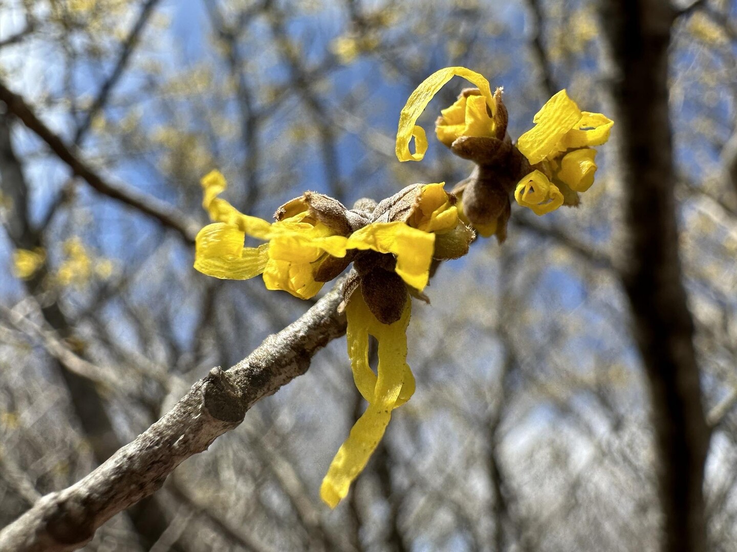 マンサクに会いたくて🥰沓掛山・扇ヶ鼻 / tiroさんの九重山（久住山）・大船山・星生山の活動データ | YAMAP / ヤマップ