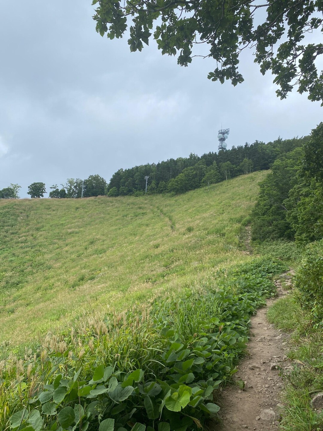 藻岩山 / ASAさんの藻岩山の活動日記 | YAMAP / ヤマップ