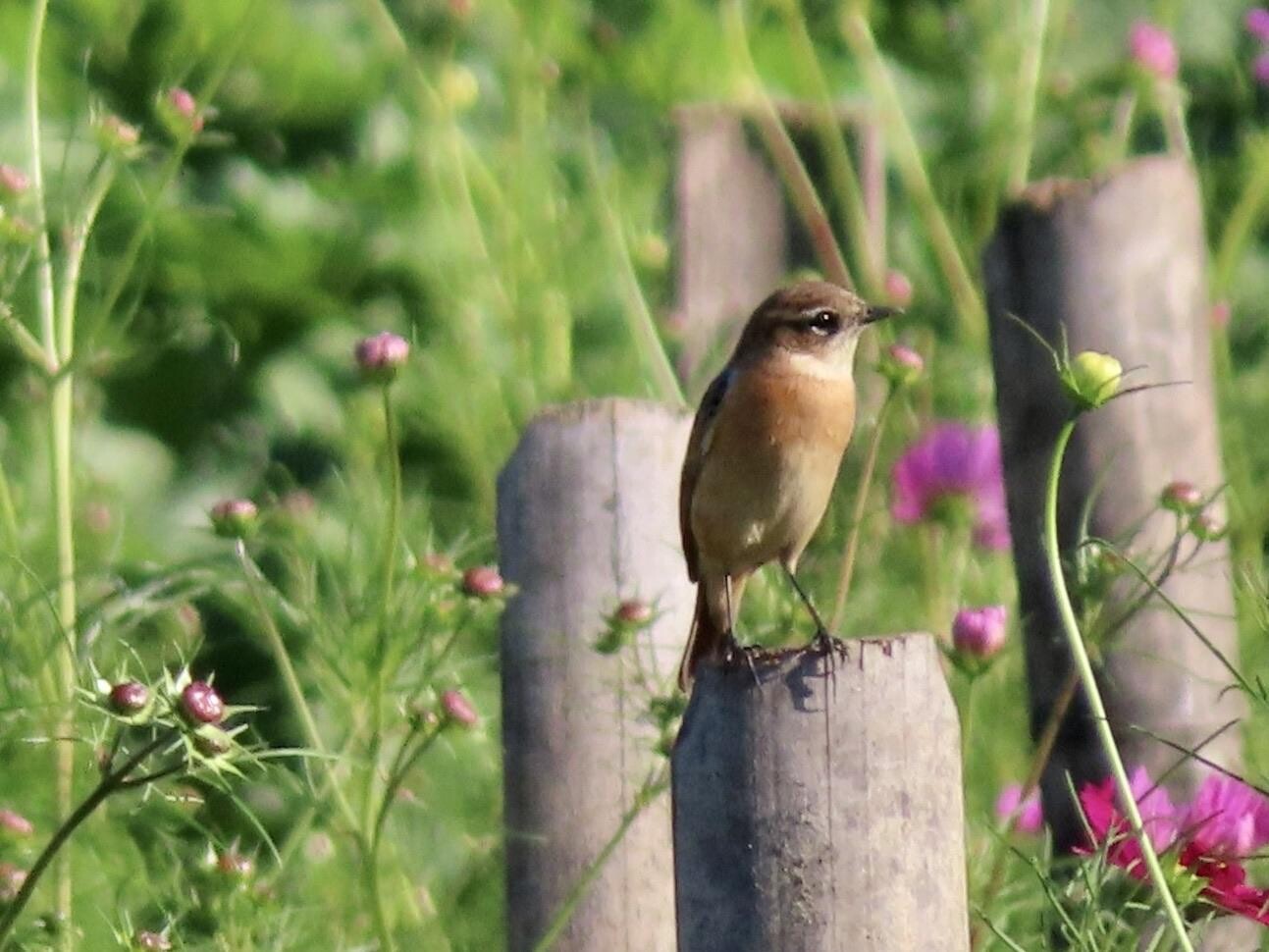 ノビちゃんに会いに🐦 / otaksaさんの交野山・国見山の活動データ | YAMAP / ヤマップ