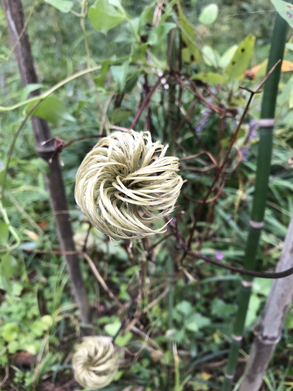 はっぴいえんどのページ | YAMAP / ヤマップ