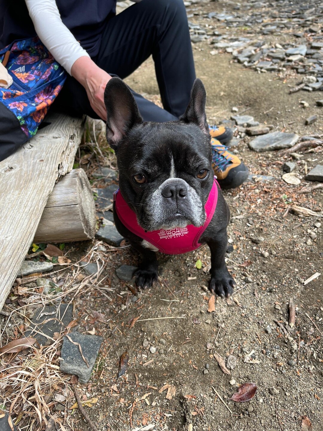 石射太郎山・高宕山 / jackさんの高宕山・寂光山・大塚山の活動データ | YAMAP / ヤマップ