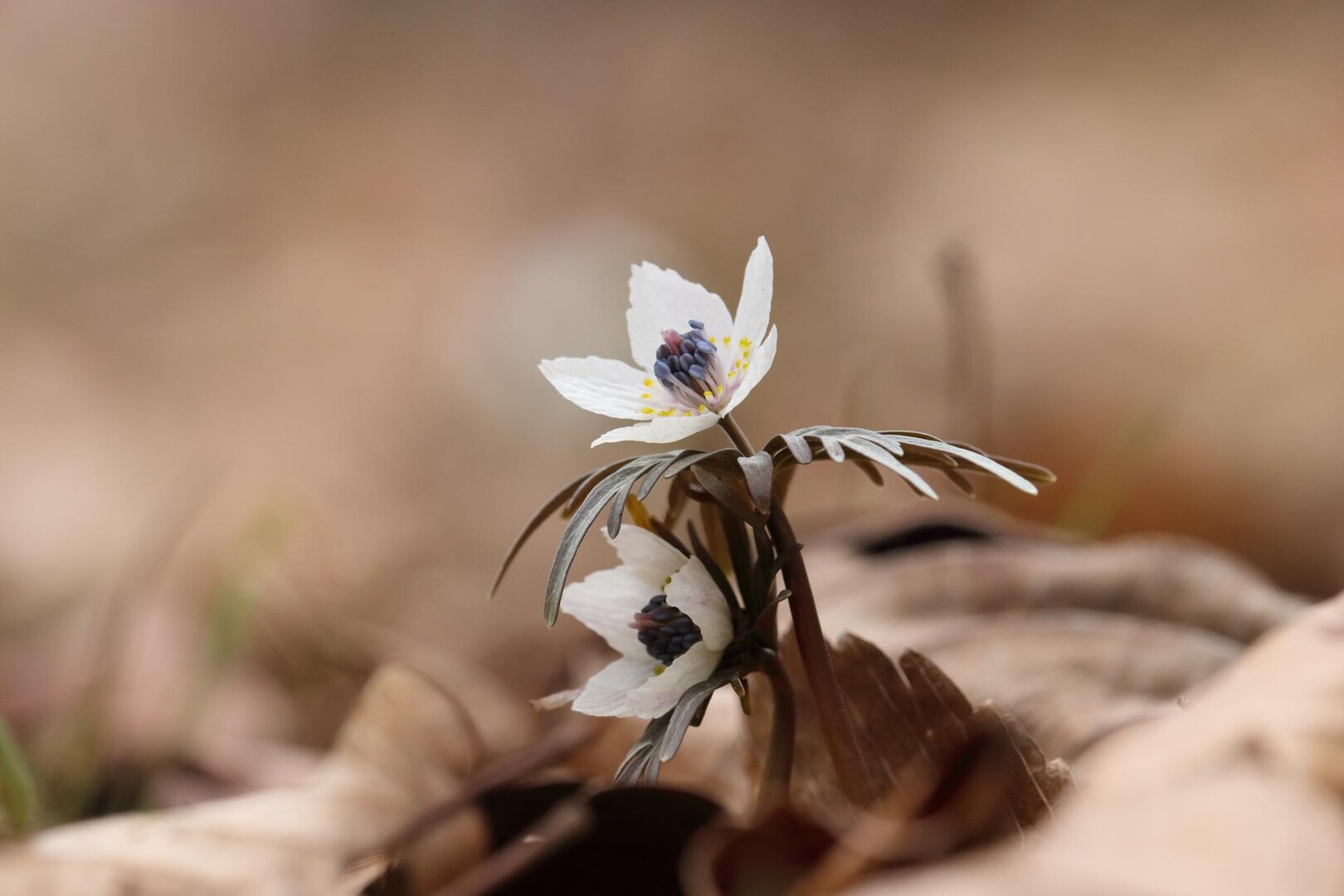 四阿屋山 / bysunさんの四阿屋山の活動データ | YAMAP / ヤマップ