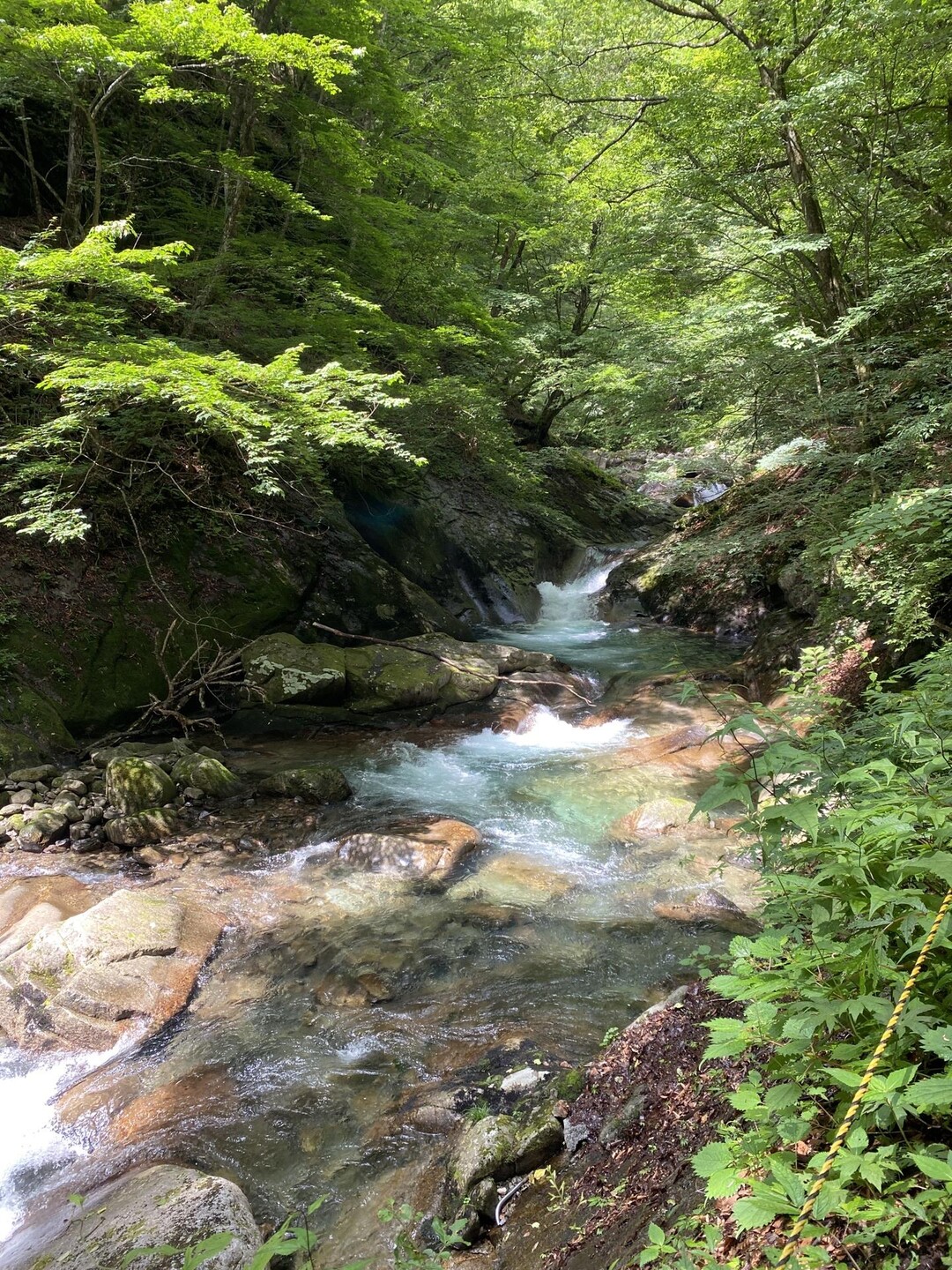 西沢渓谷-2024-07-20 / elieeさんの甲武信ヶ岳の活動データ | YAMAP / ヤマップ