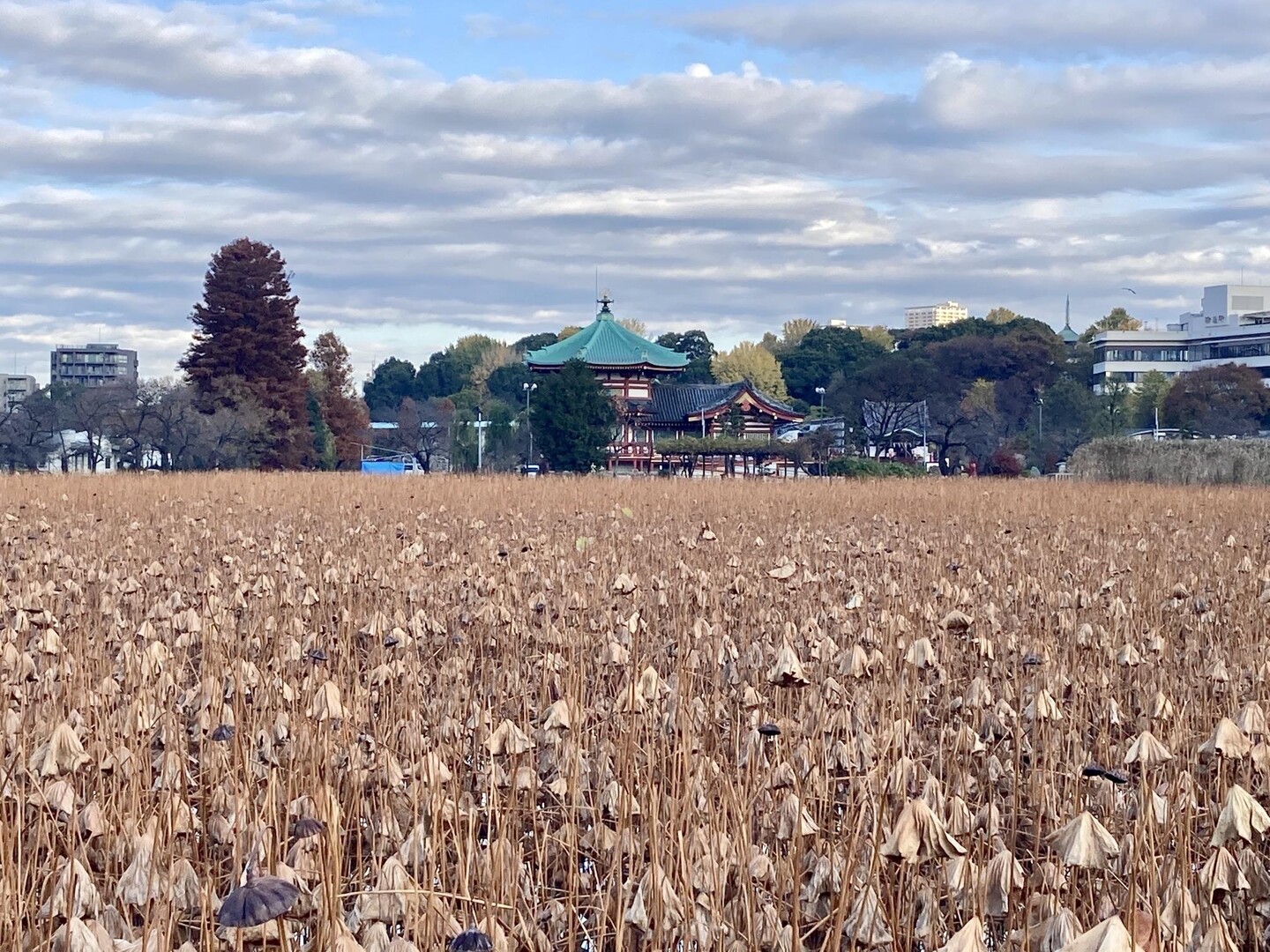 今朝のラン。蓮池が秋モードになりました。... / Myonさんのモーメント | YAMAP / ヤマップ