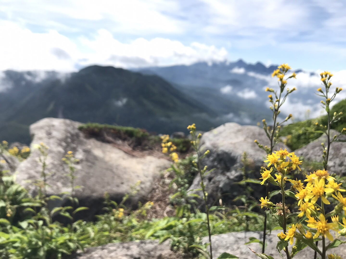 苔と岩の蓼科山（7合目登山口往復）-2019-08-12 / asimkさんの蓼科山・横岳・縞枯山の活動日記 | YAMAP / ヤマップ