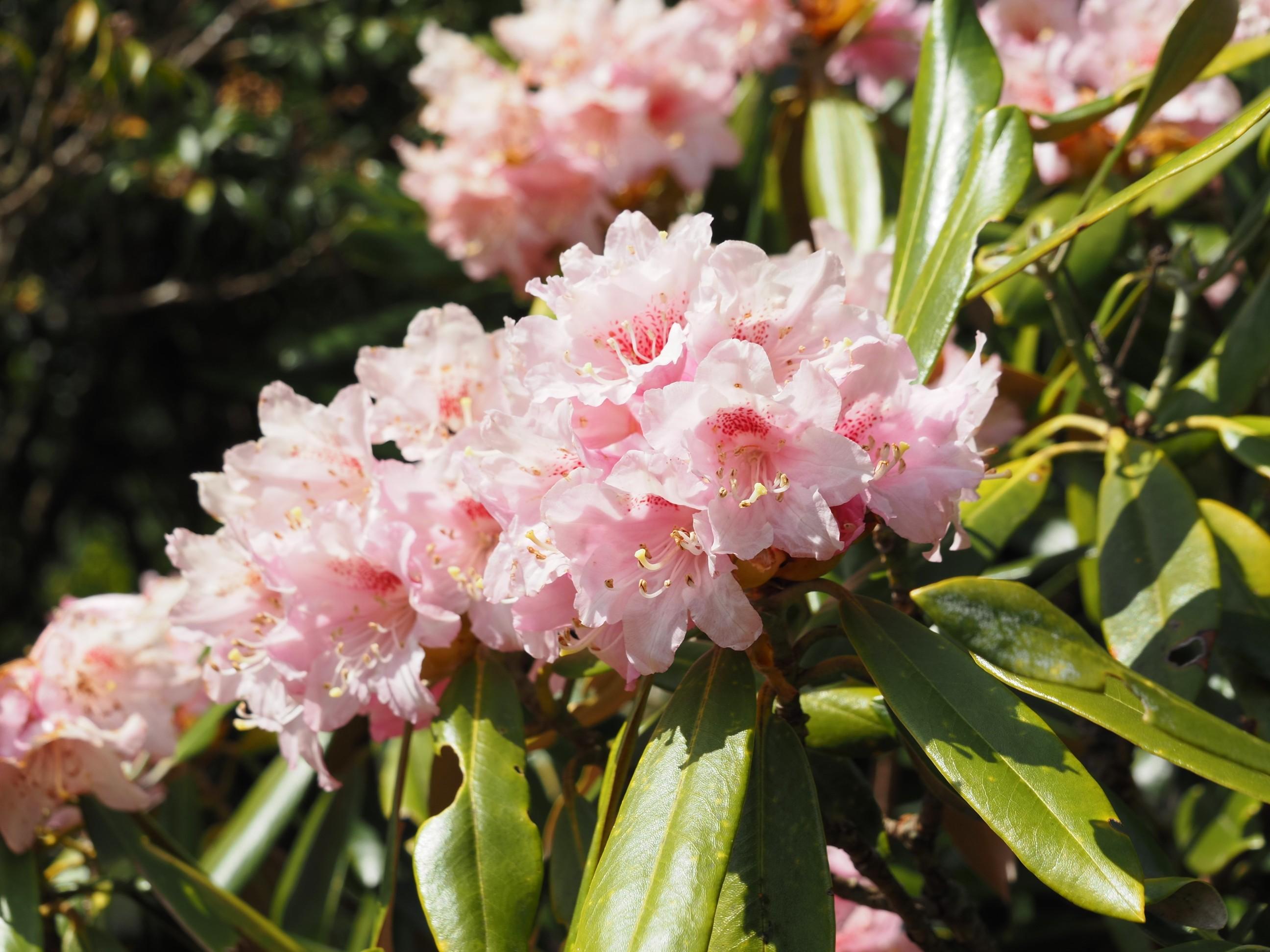 工石山・工石山北峯 / h3さんの工石山の活動データ | YAMAP / ヤマップ