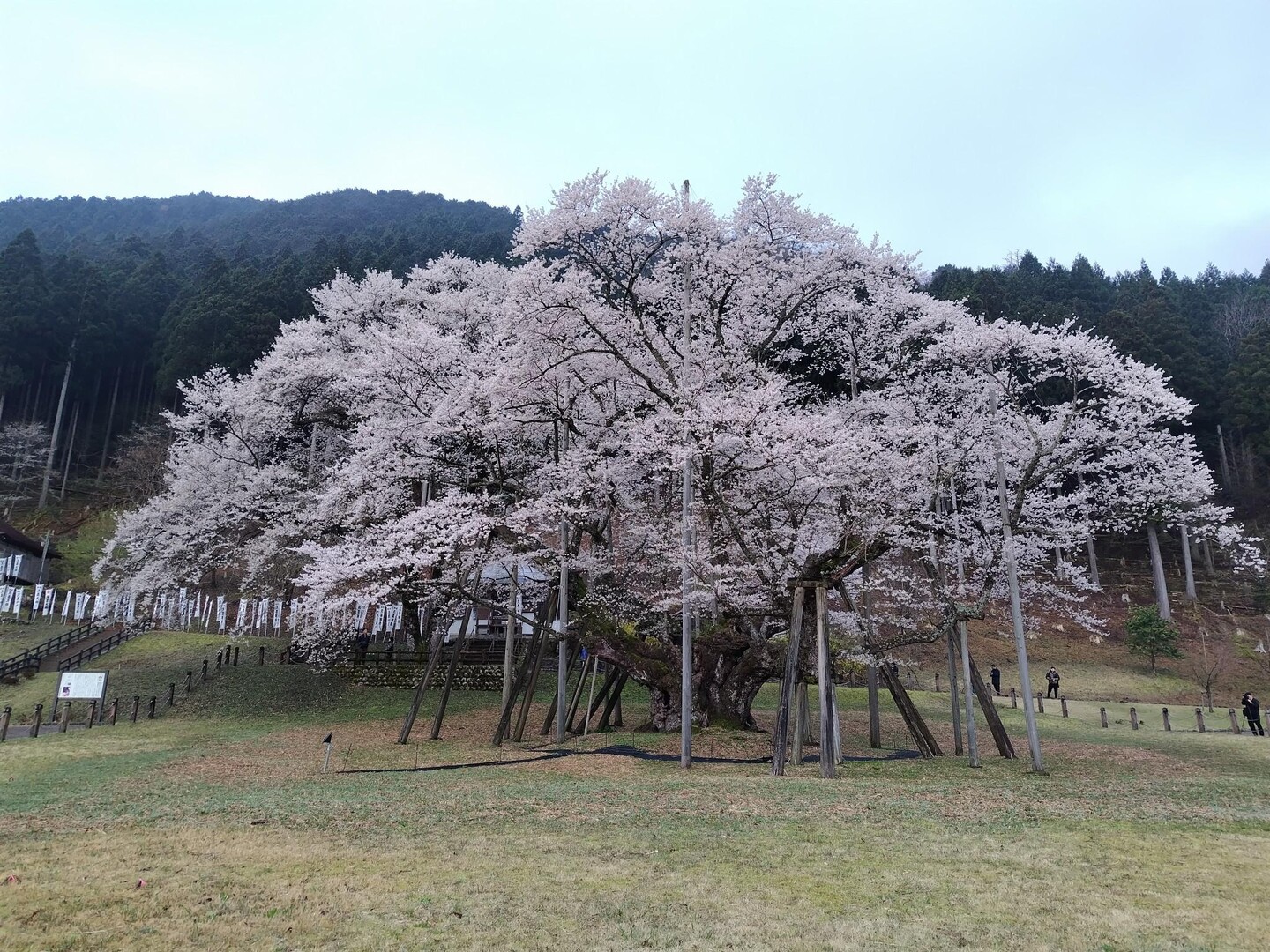 お花見ハイク / mktさんの倉見山・岩岳の活動データ | YAMAP / ヤマップ