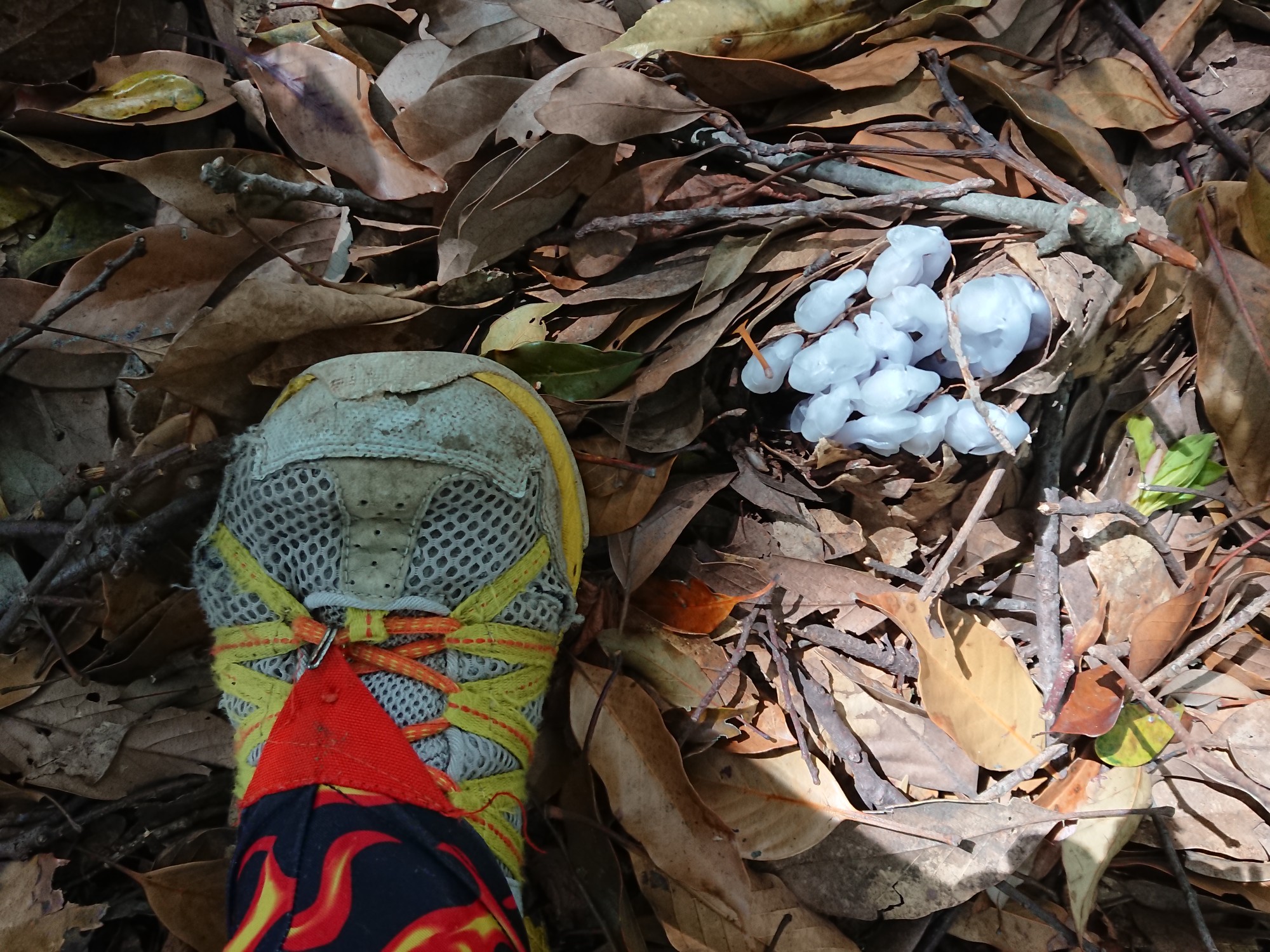 JTS(2回目)～殿道 / malzoさんの紫尾山の活動日記 | YAMAP / ヤマップ