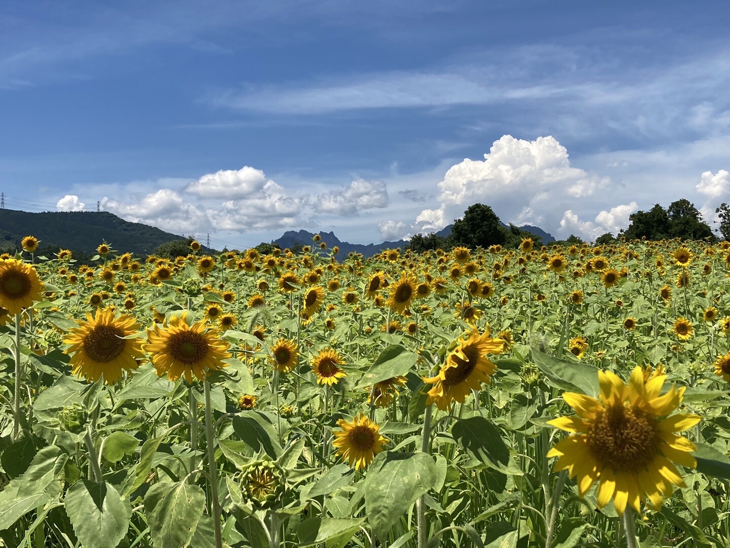 今年もひまわり畑へ行ってきました🌻そろ... / マルコさんのモーメント | YAMAP / ヤマップ