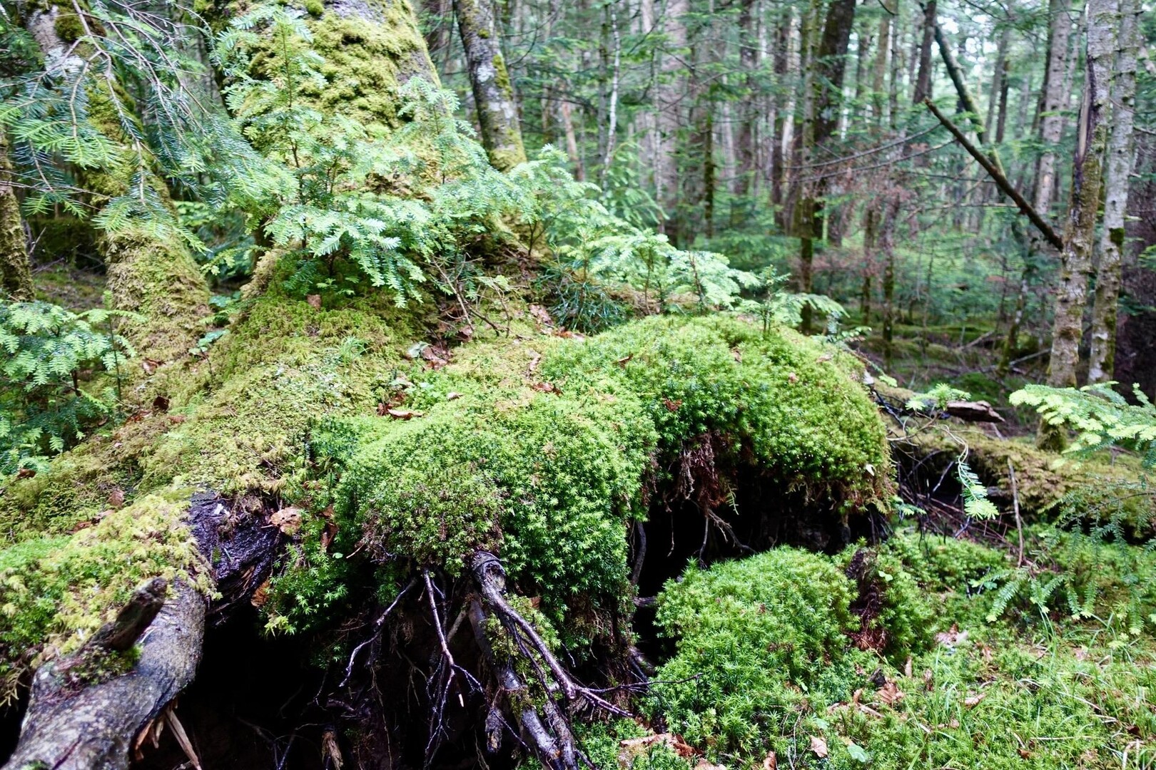 白駒の池周辺散策 / Kbirdさんのウォーキングの活動データ | YAMAP / ヤマップ
