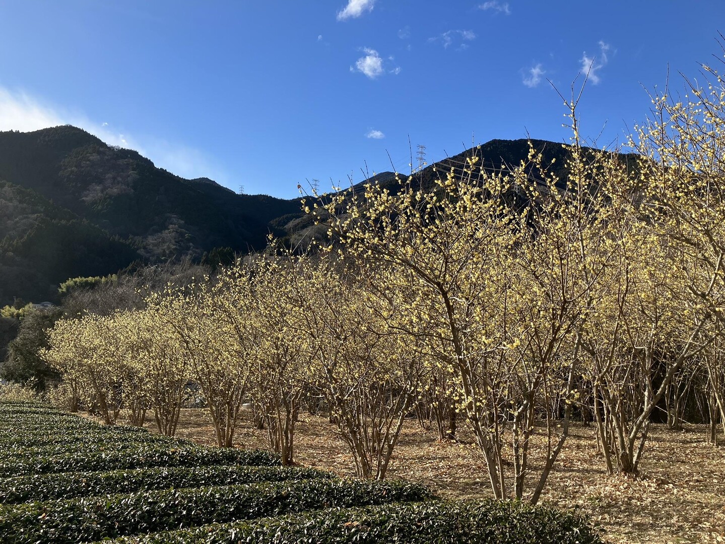 シダンゴ山・タコチバ山・宮地山〜寄ロウバイ祭り / Asukaさんの高松山・大野山の活動データ | YAMAP / ヤマップ