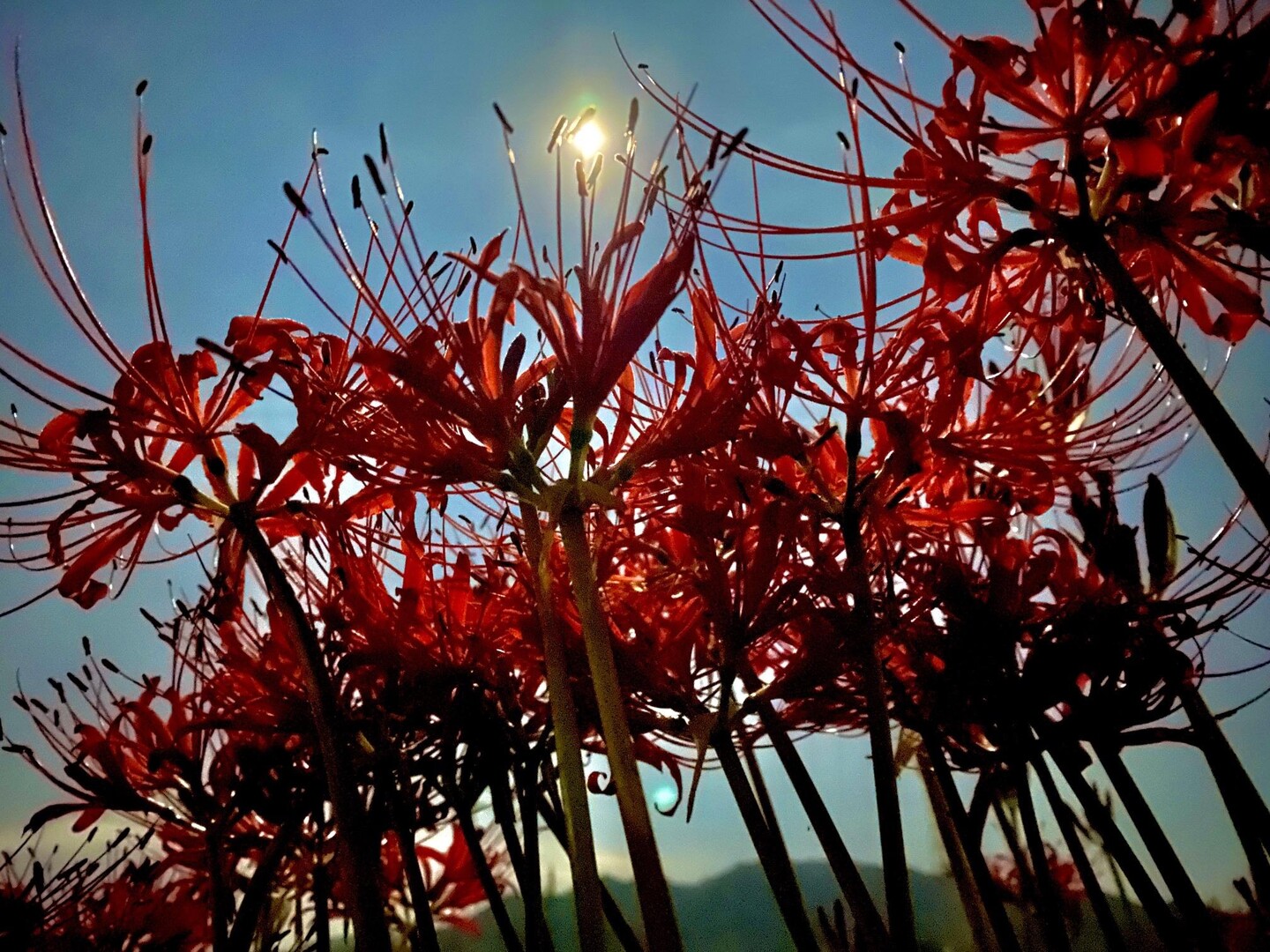 「中秋の名月（待宵月）」と彼岸花のコラ... / ケムタク（Kemutaku）さんのモーメント | YAMAP / ヤマップ