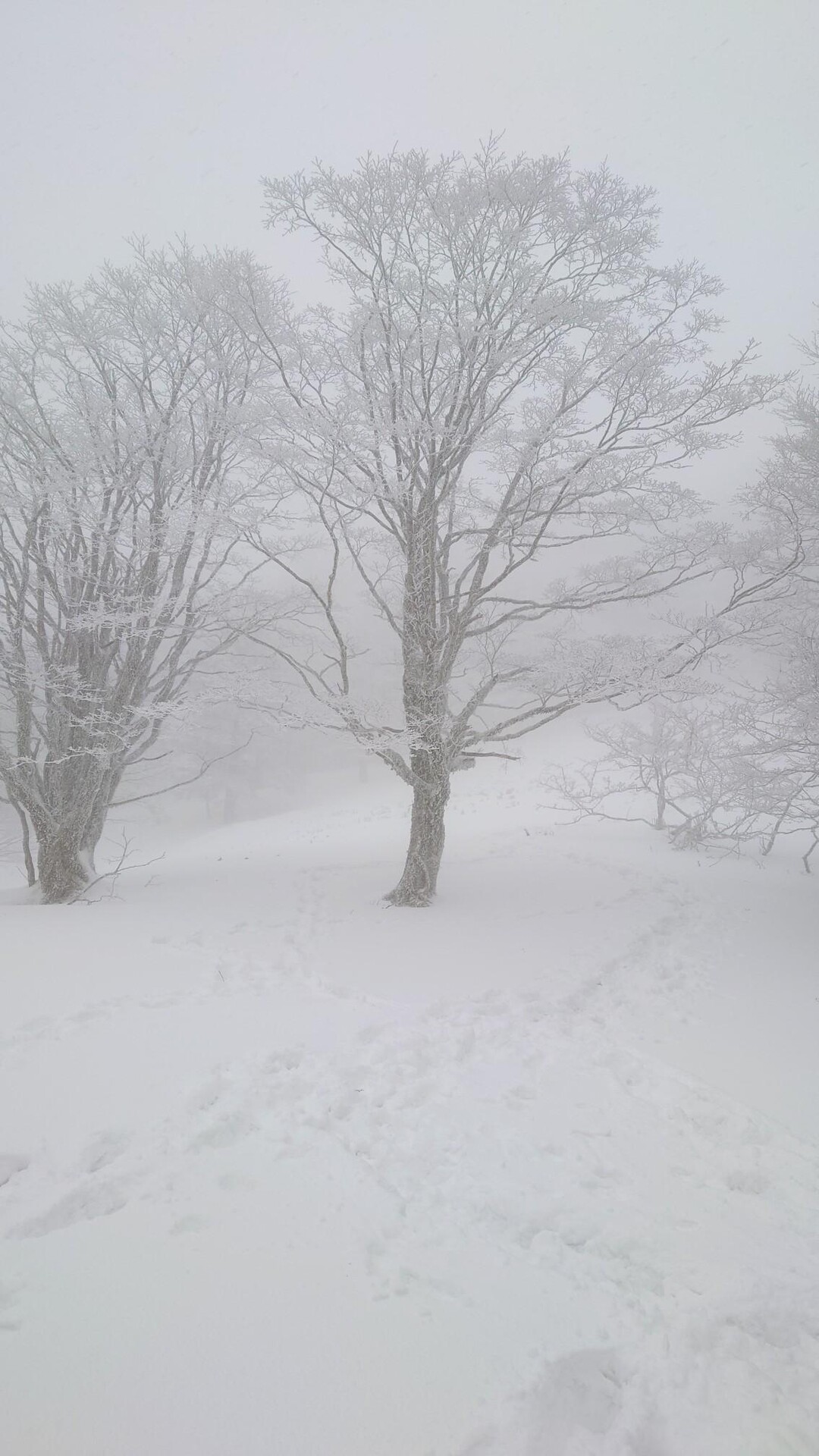 天女の頂 / Bluesさんの八経ヶ岳の活動データ | YAMAP / ヤマップ