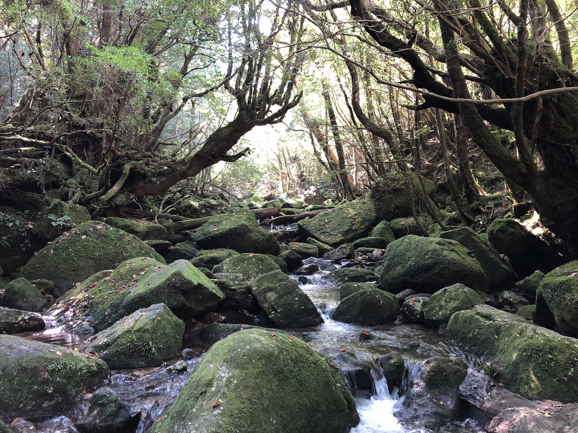 2022.10.03(Mon) 白川雲水... / cocoさんのモーメント | YAMAP / ヤマップ