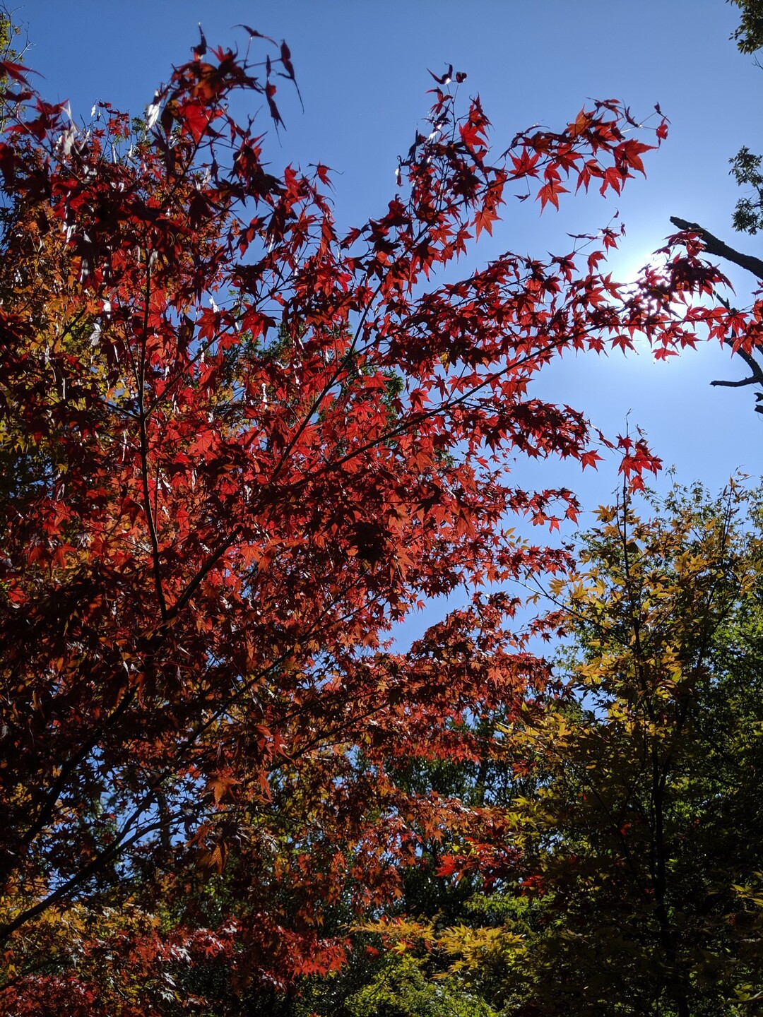 生駒山・神津嶽-2019-11-02 / nonoさんさんの生駒山・神津嶽・大原山の活動データ | YAMAP / ヤマップ