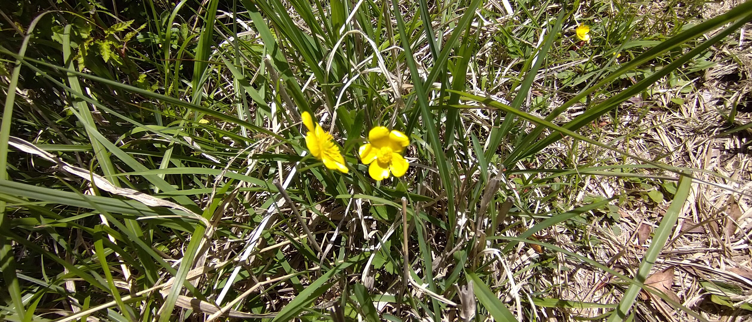 出の口より俵山 / hero さんの俵山・冠ヶ岳・清栄山の活動データ | YAMAP / ヤマップ