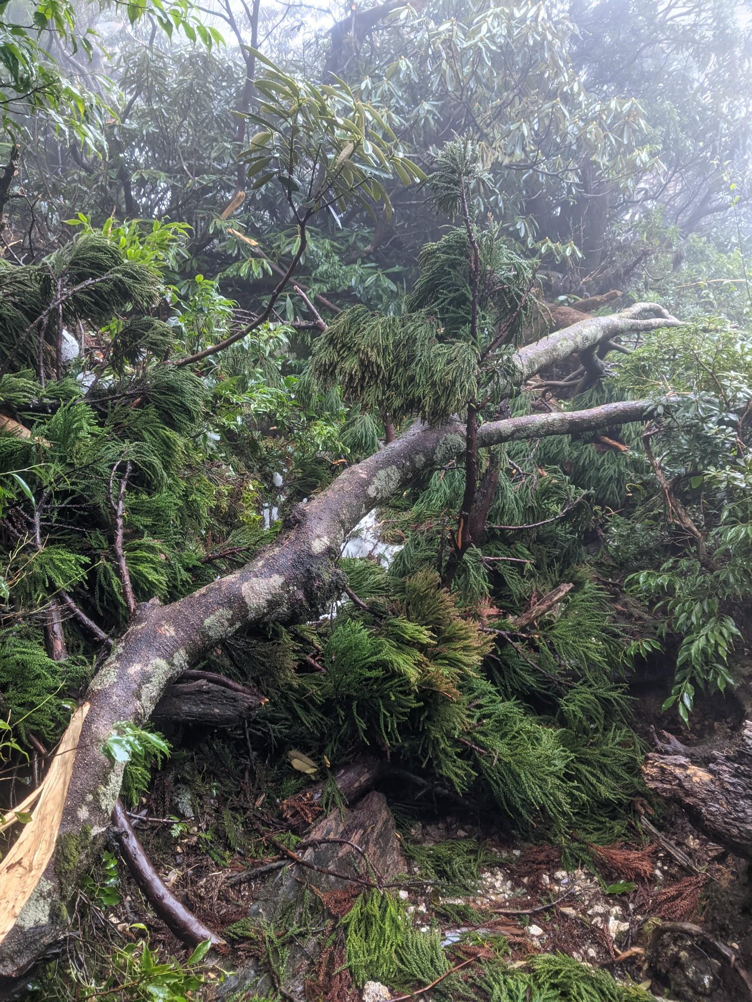 gtさんの投稿したフィールドメモ | YAMAP / ヤマップ